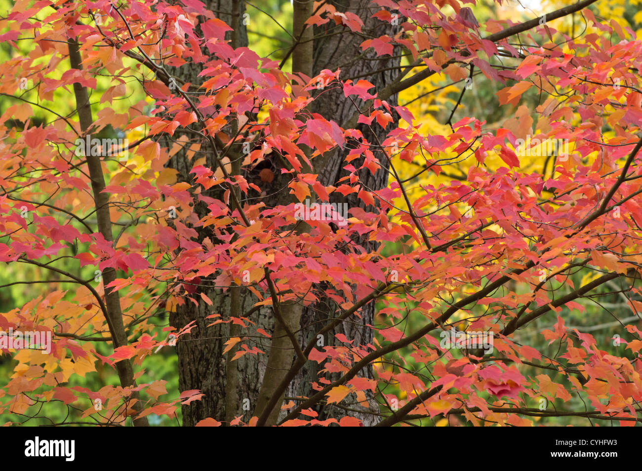 Red maple (Acer rubrum Stock Photo - Alamy