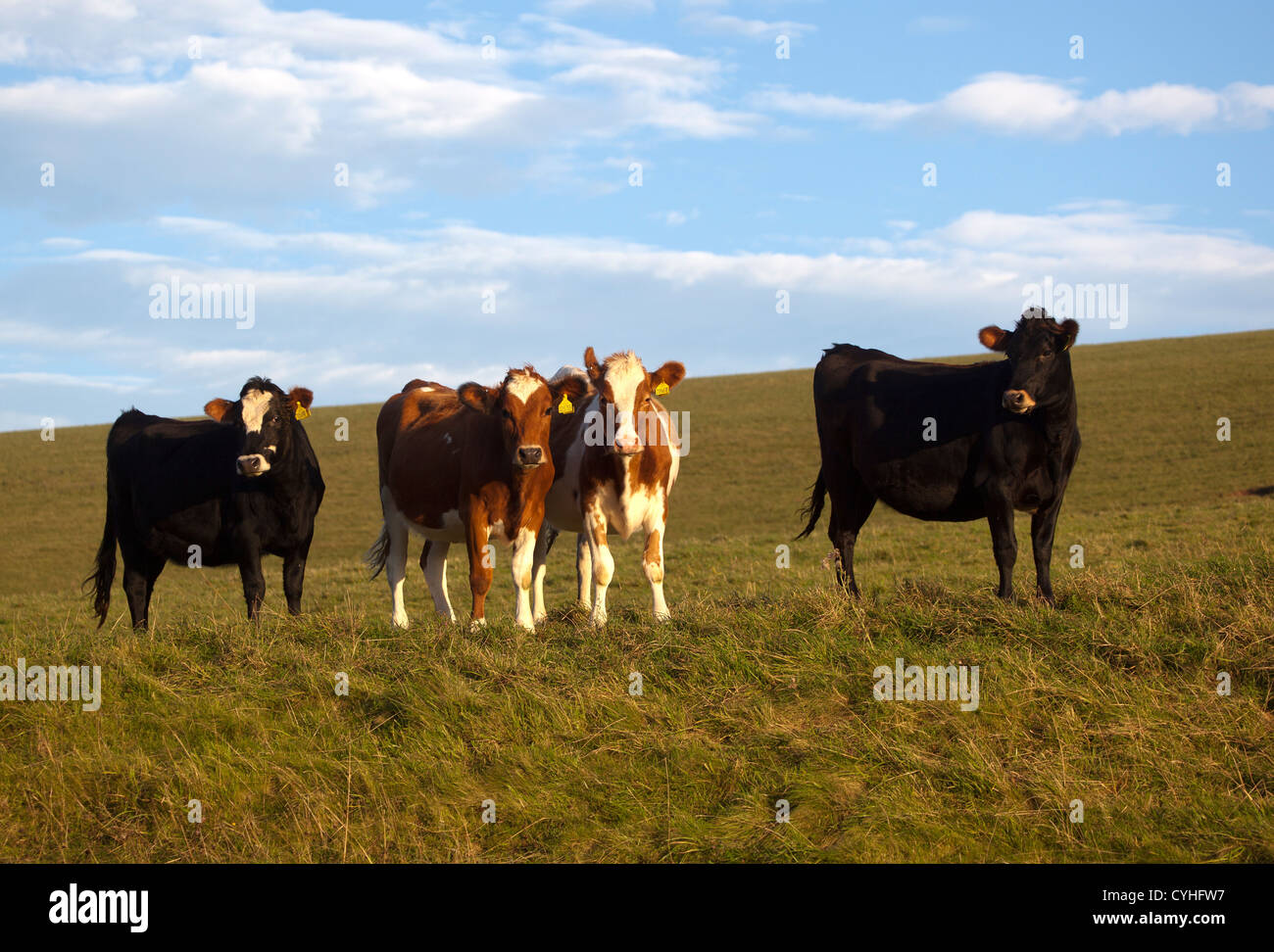 Cows in Field Stock Photo - Alamy