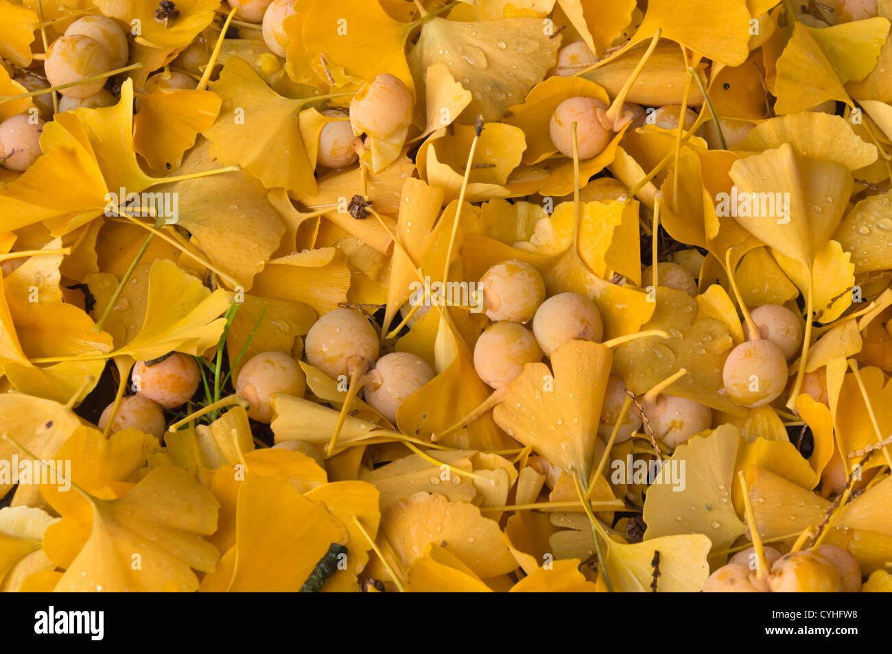 Ginkgo (Ginkgo biloba Stock Photo - Alamy