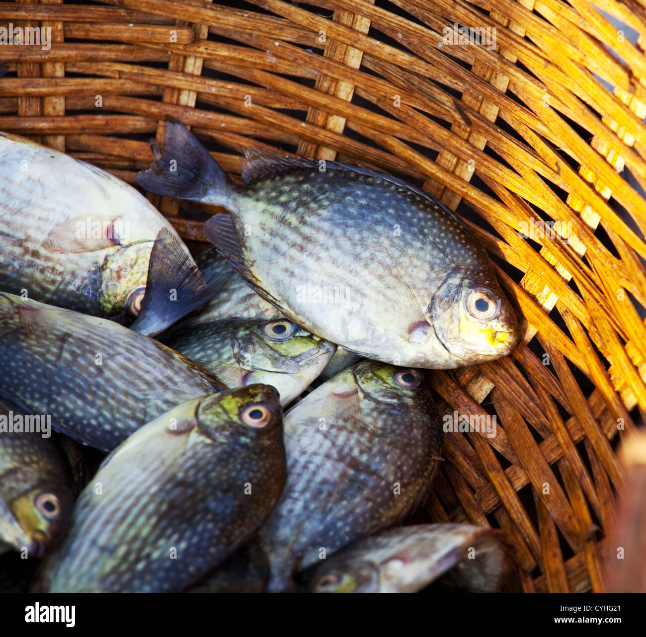 Galle fresh fish hi-res stock photography and images - Alamy