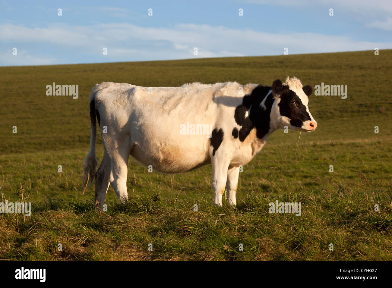 Beef cattle field hi-res stock photography and images - Alamy