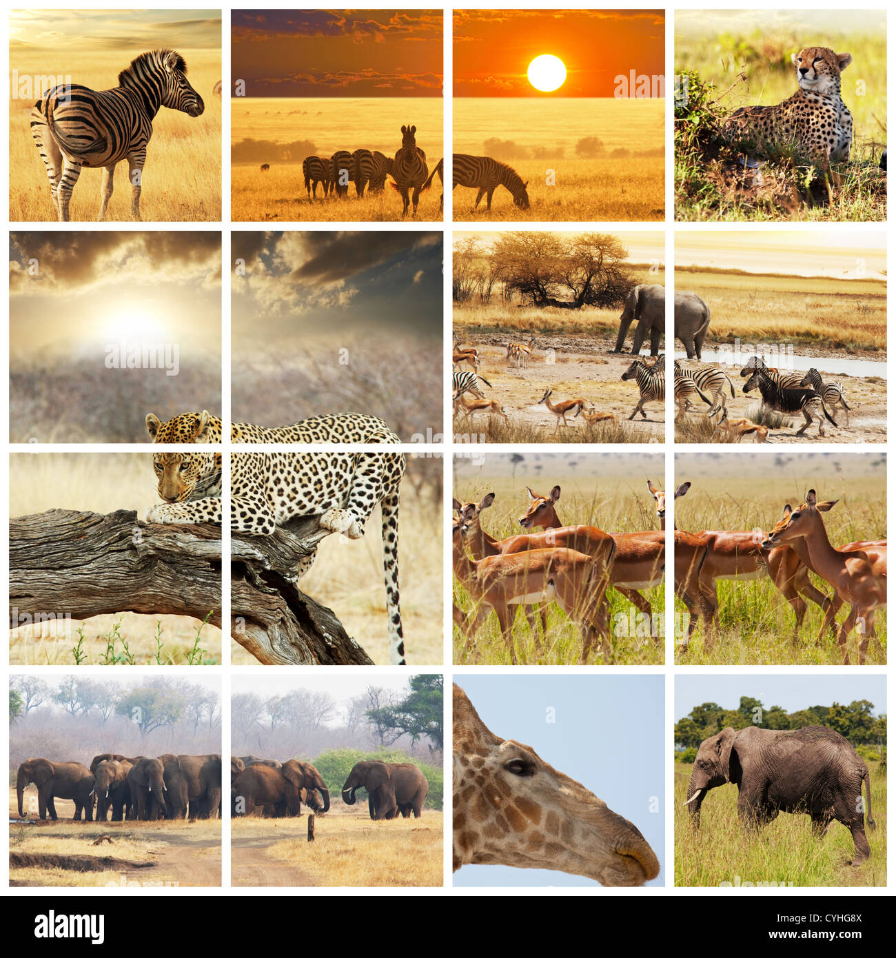 African desert collage hi-res stock photography and images - Alamy