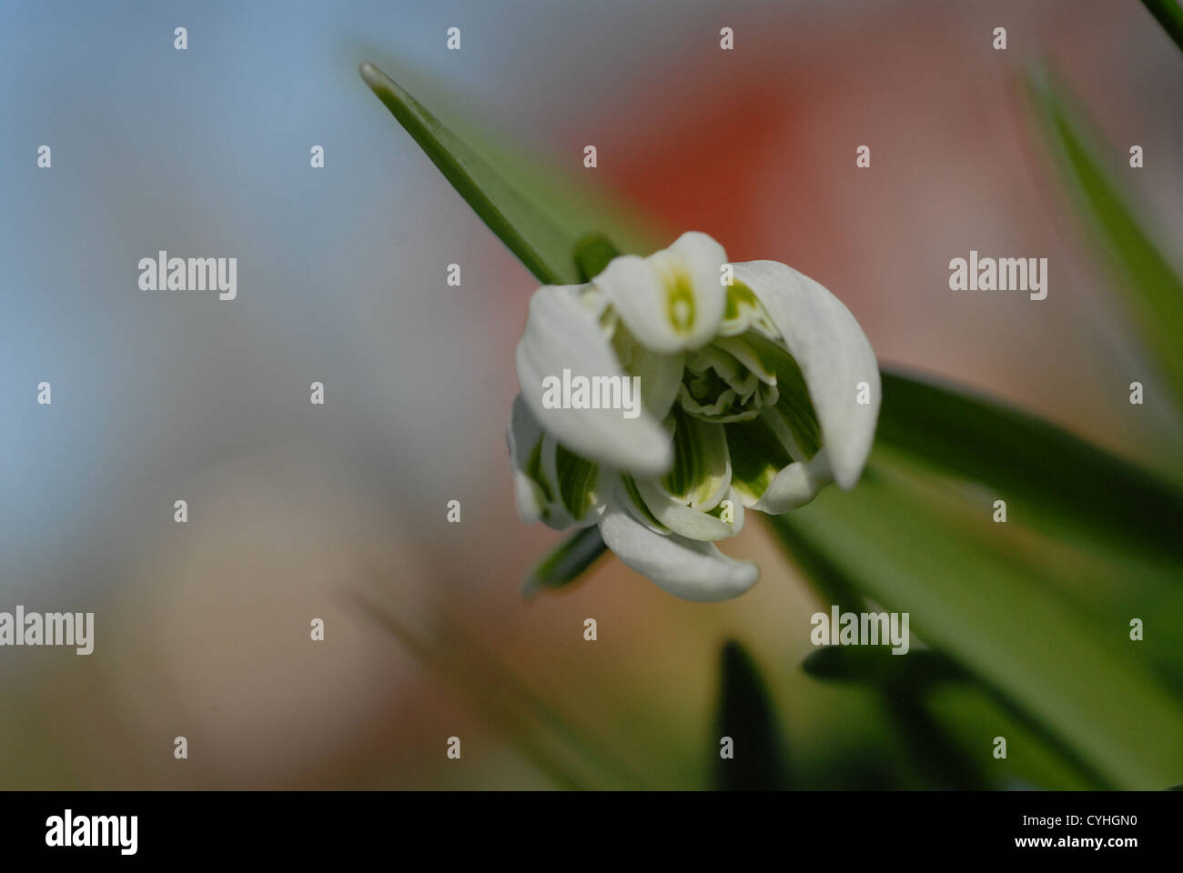 Snowdrop, early spring flower Stock Photo - Alamy