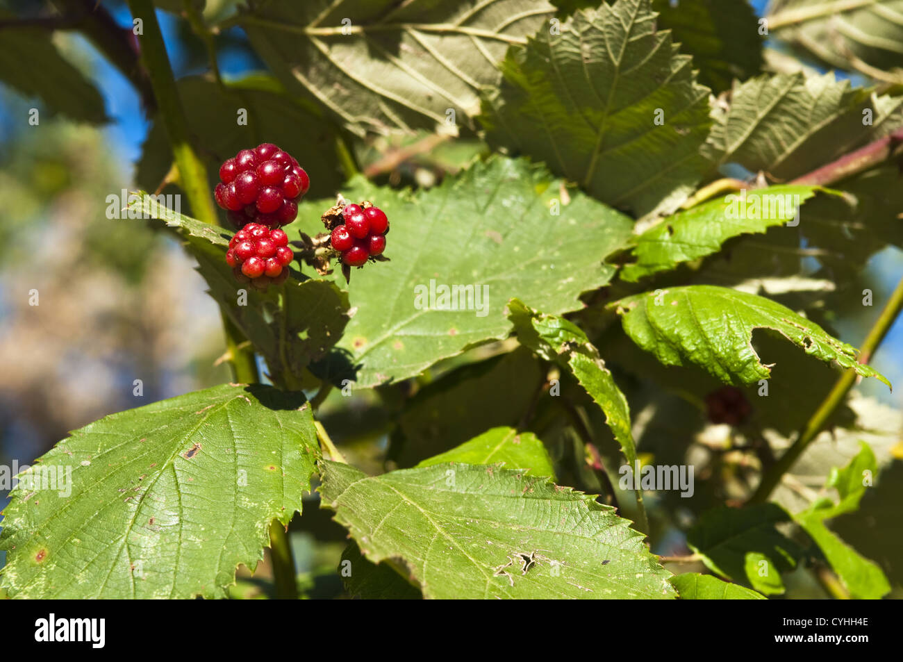 Blackberry texture hi-res stock photography and images - Alamy