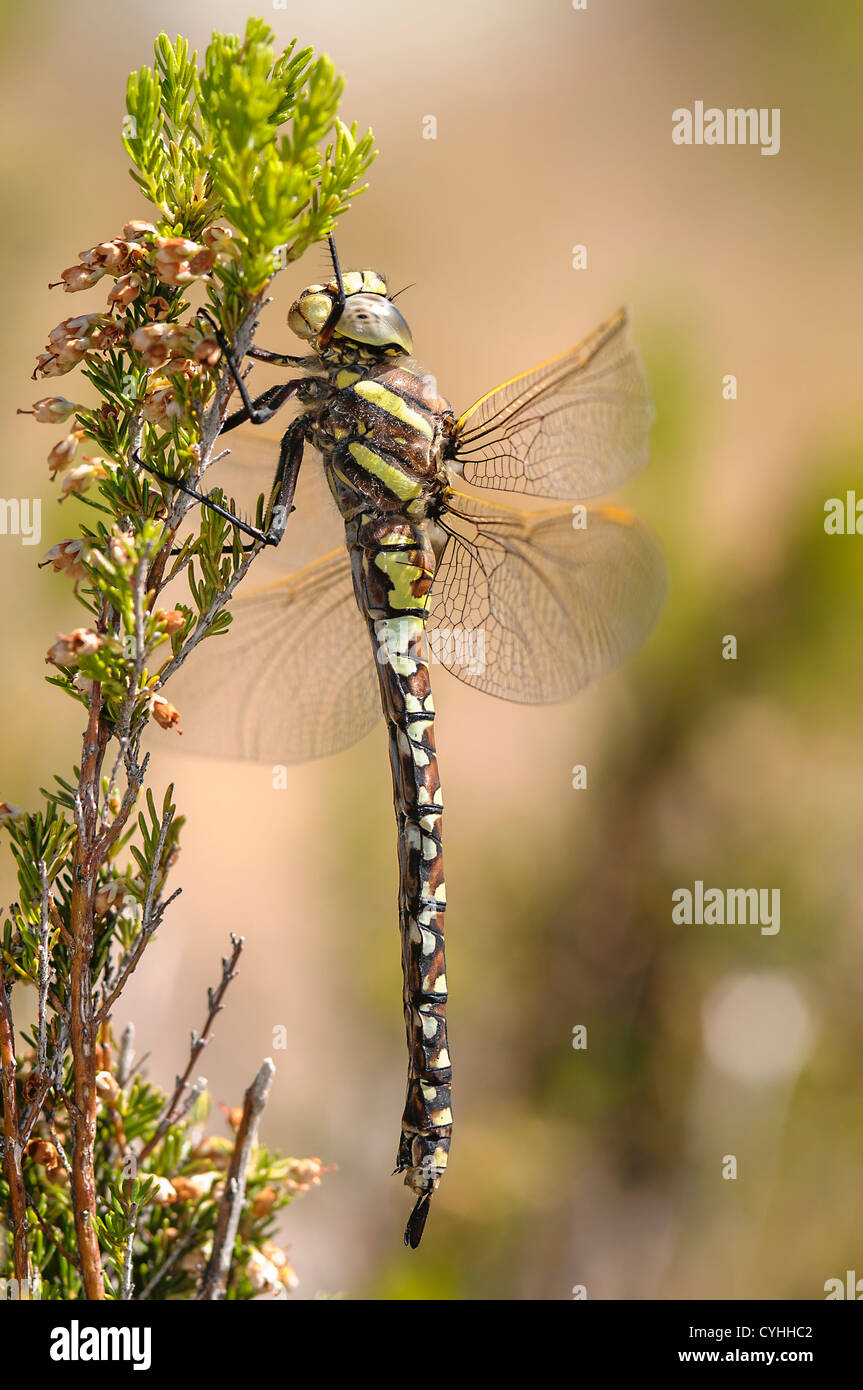 Aeshna Juncea Signification _ Aeshna Identification – GQUGX