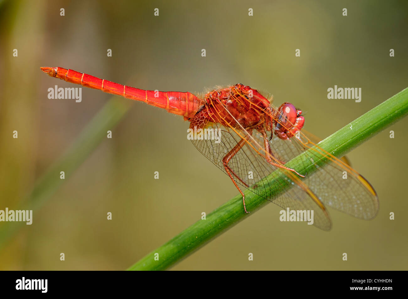 Crocothemis erythraea male, Sesimbra, Portugal Stock Photo - Alamy