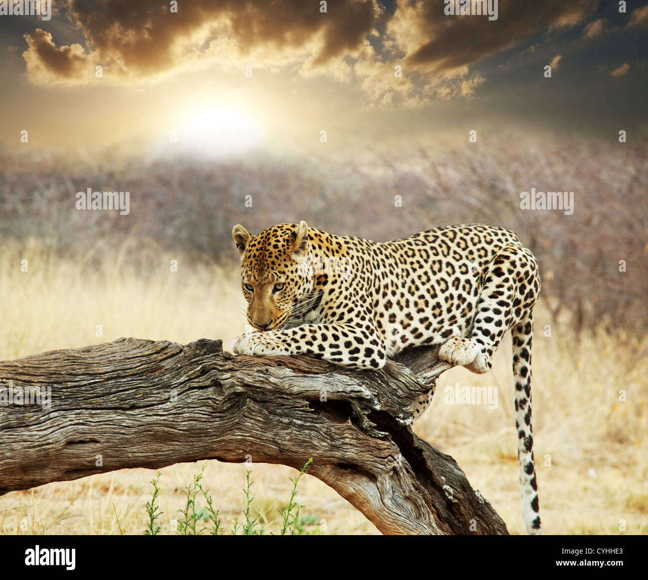Leopard closeup hi-res stock photography and images - Alamy