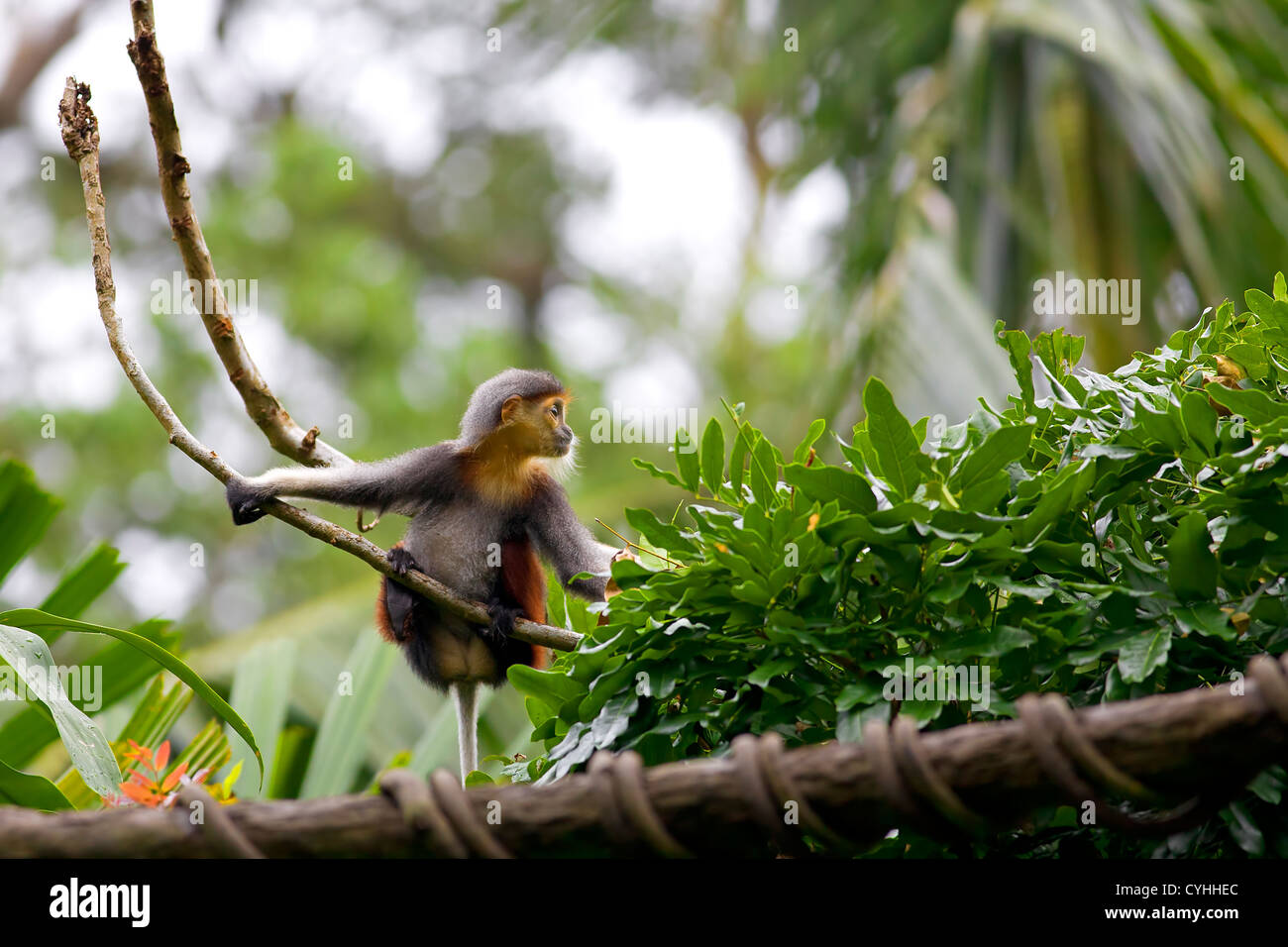 Baby red shanked douc langur hi-res stock photography and images - Alamy