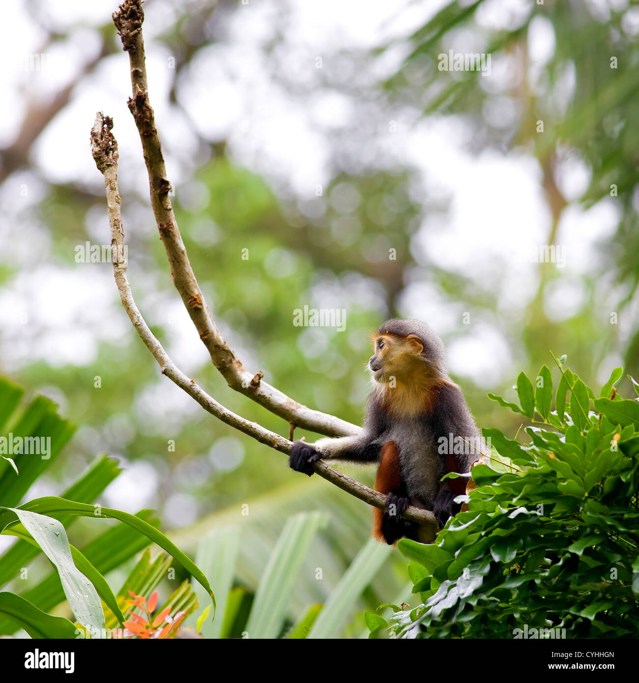 Baby red shanked douc langur hi-res stock photography and images - Alamy