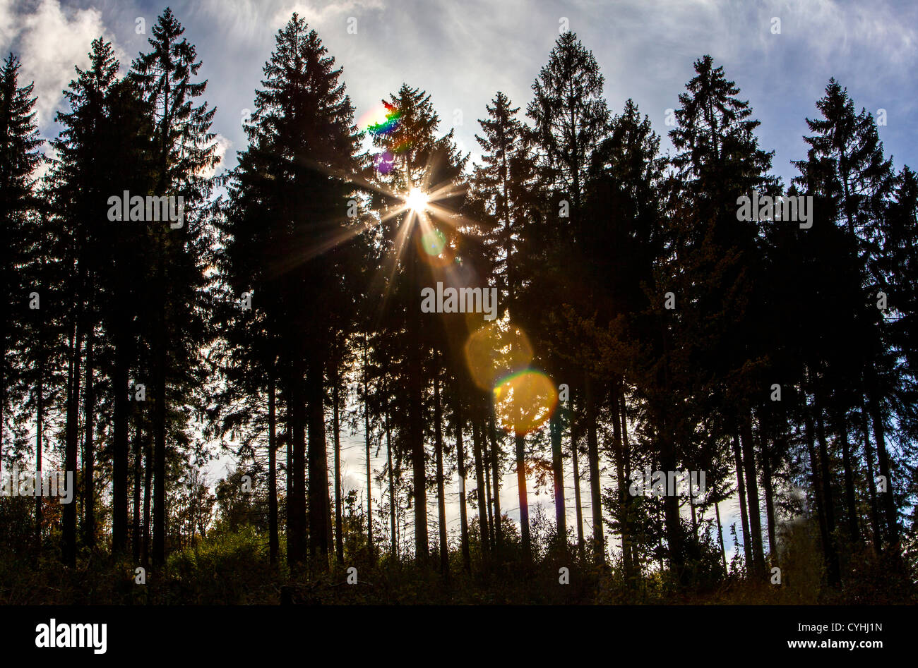 Forest, trees in fall, autumn. Sauerland, a north western region in ...