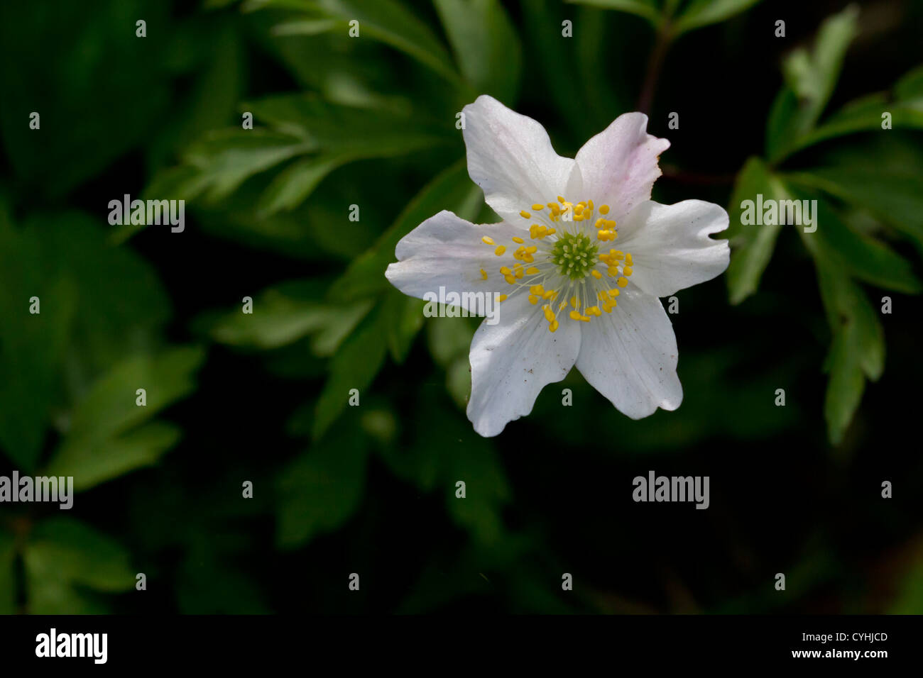 Wood Anemone in Spring Stock Photo - Alamy