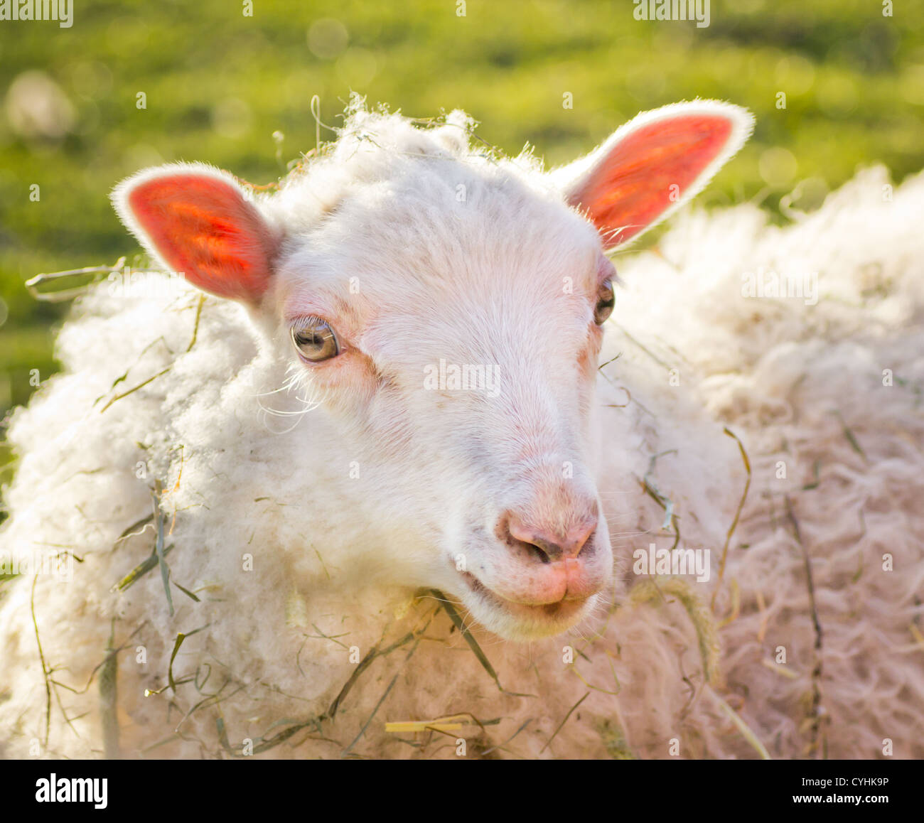 A portrait of a sheep on a farm outside Stockholm, Sweden Stock Photo ...