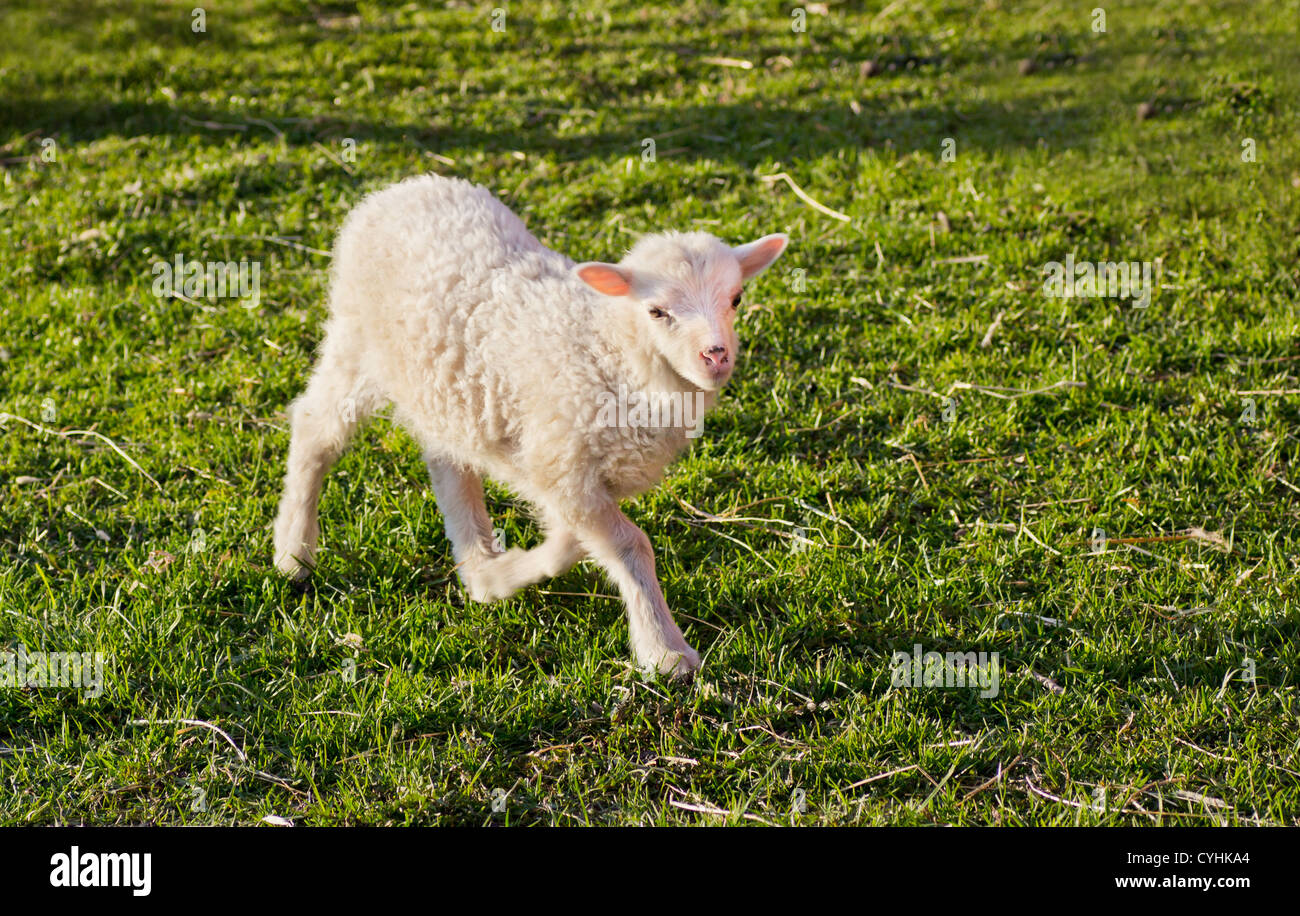 Lamb outside hi-res stock photography and images - Alamy