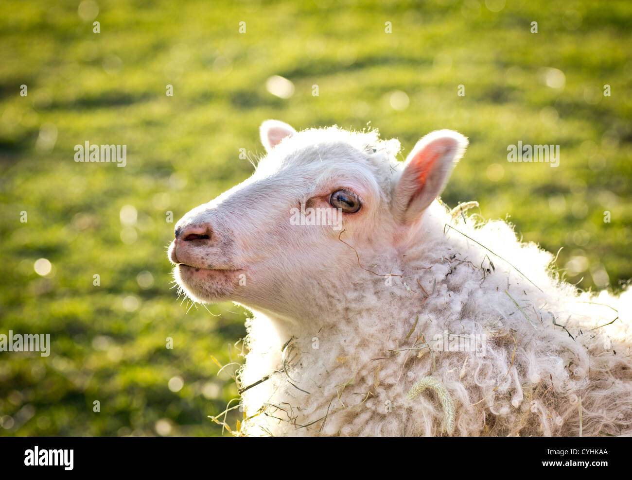 A beautiful sheep on a farm outside Stockholm, Sweden Stock Photo - Alamy
