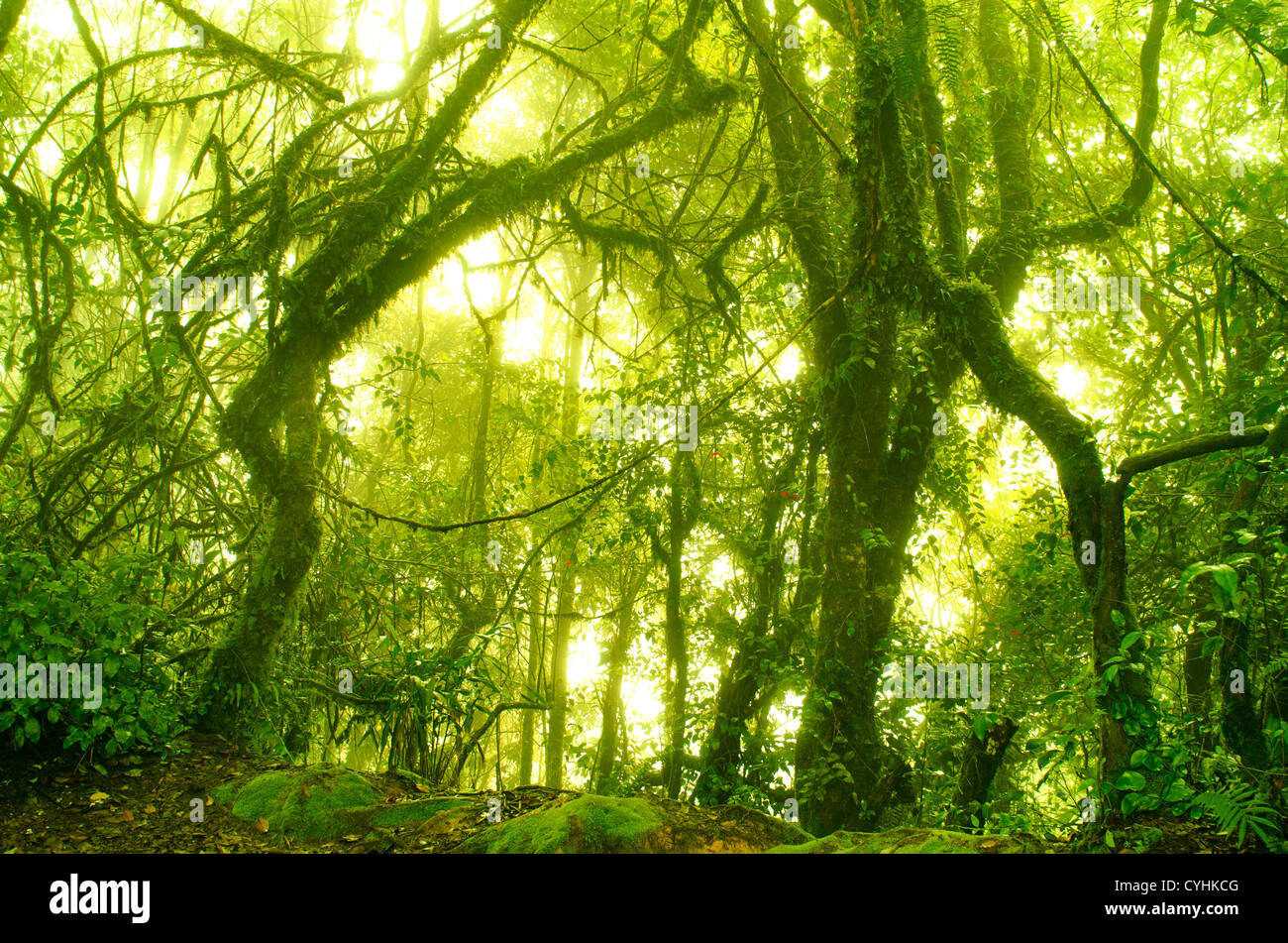 Mossy forest, cameron highlands malaysia Stock Photo - Alamy