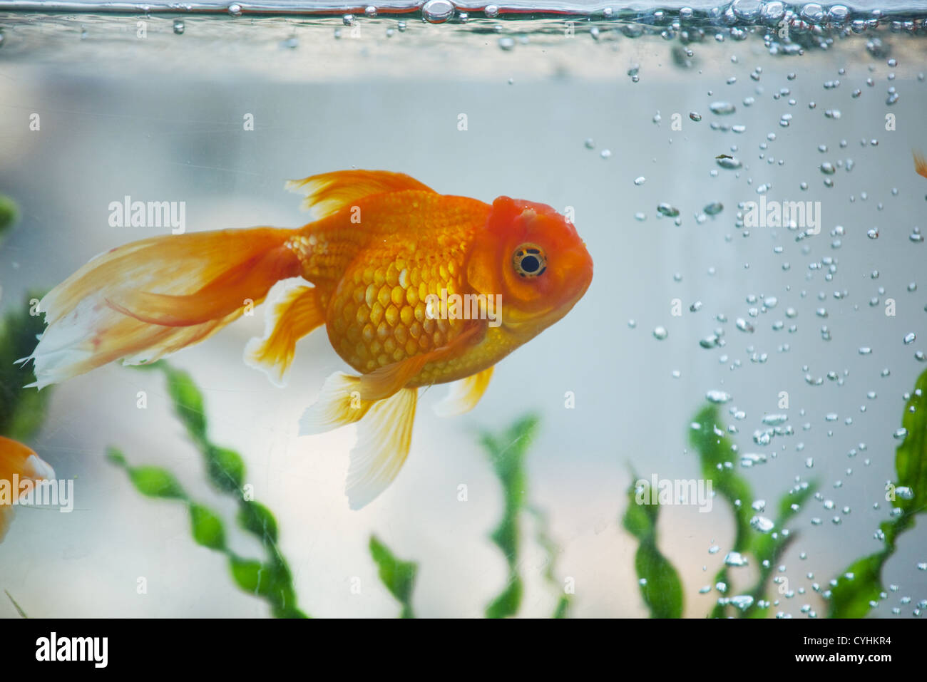 fish under water Stock Photo - Alamy