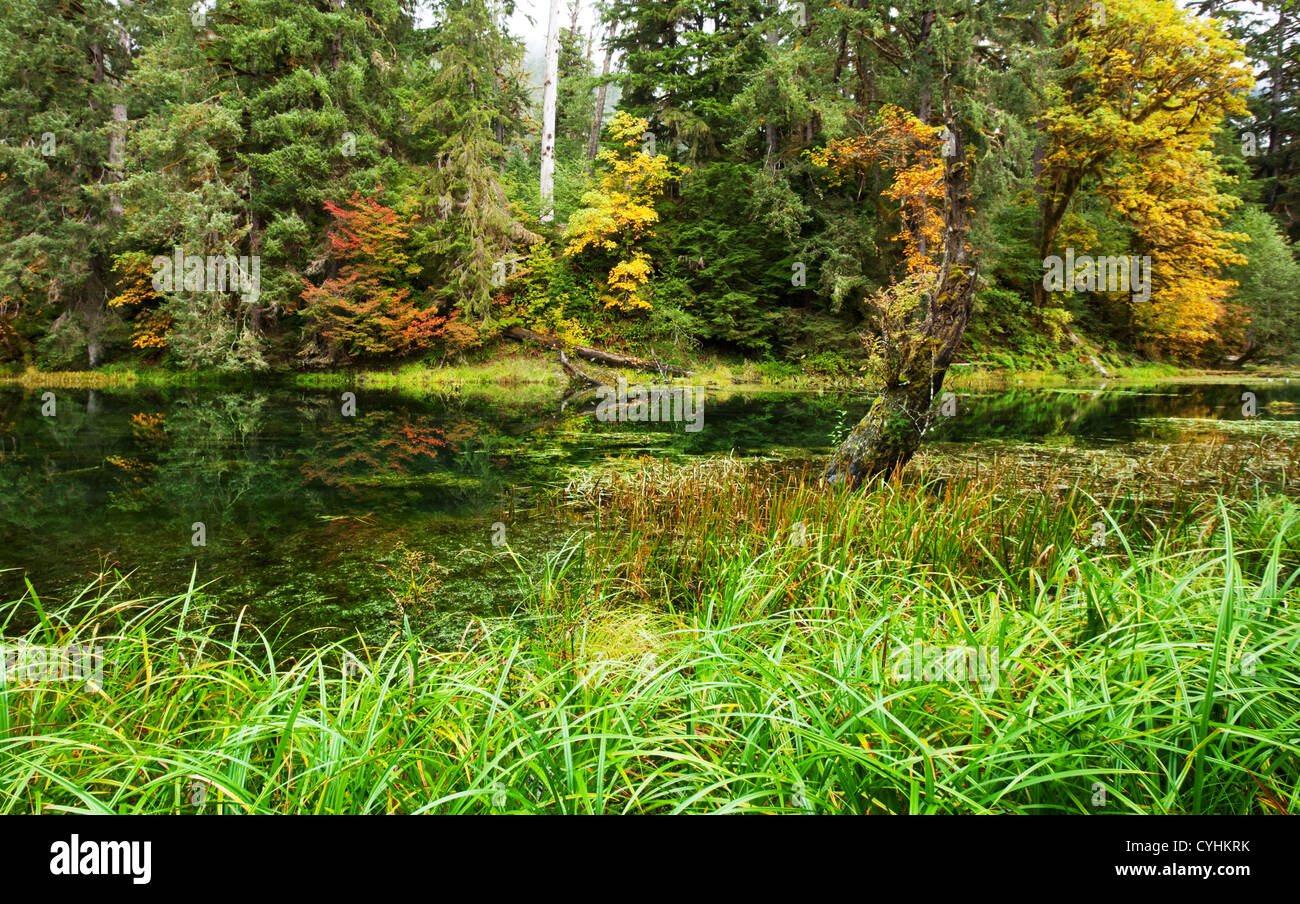 sunny forest in Olympic Park,USA Stock Photo - Alamy