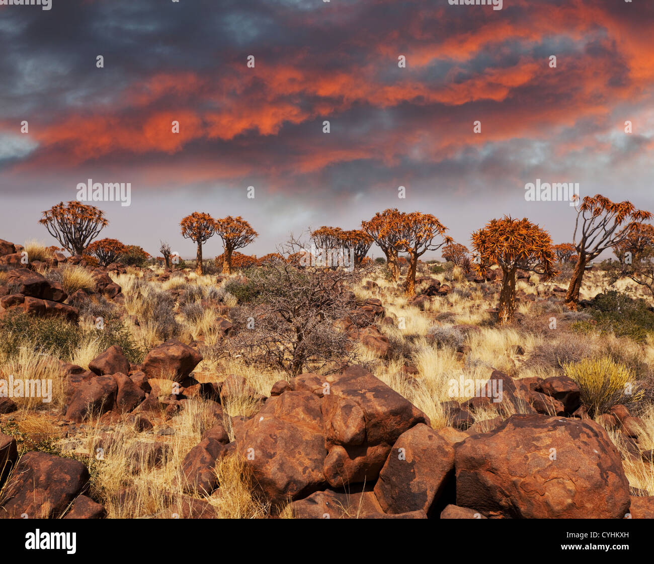 Quiver tree in Namibia, Africa Stock Photo - Alamy
