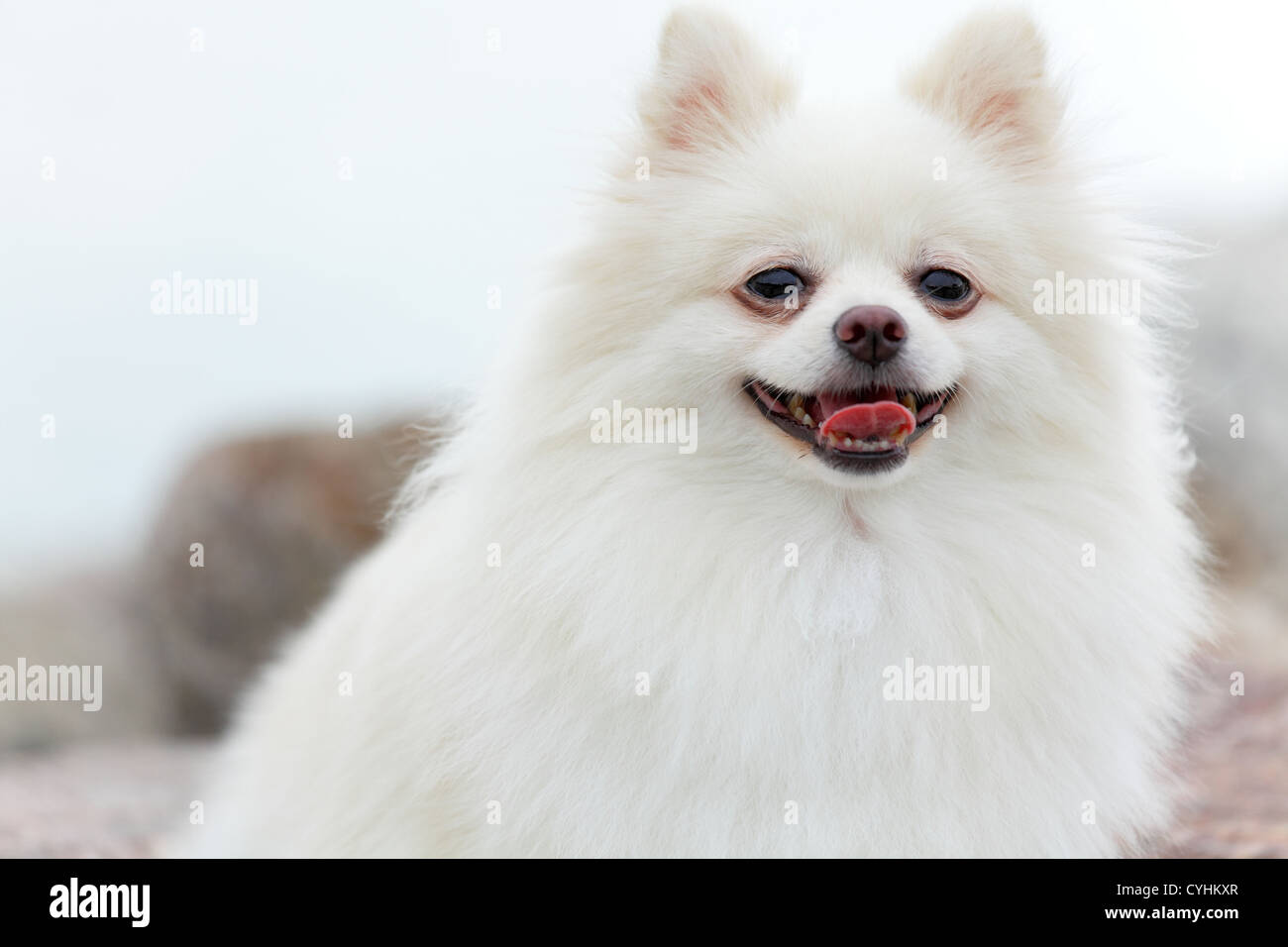 white pomeranian dog Stock Photo - Alamy