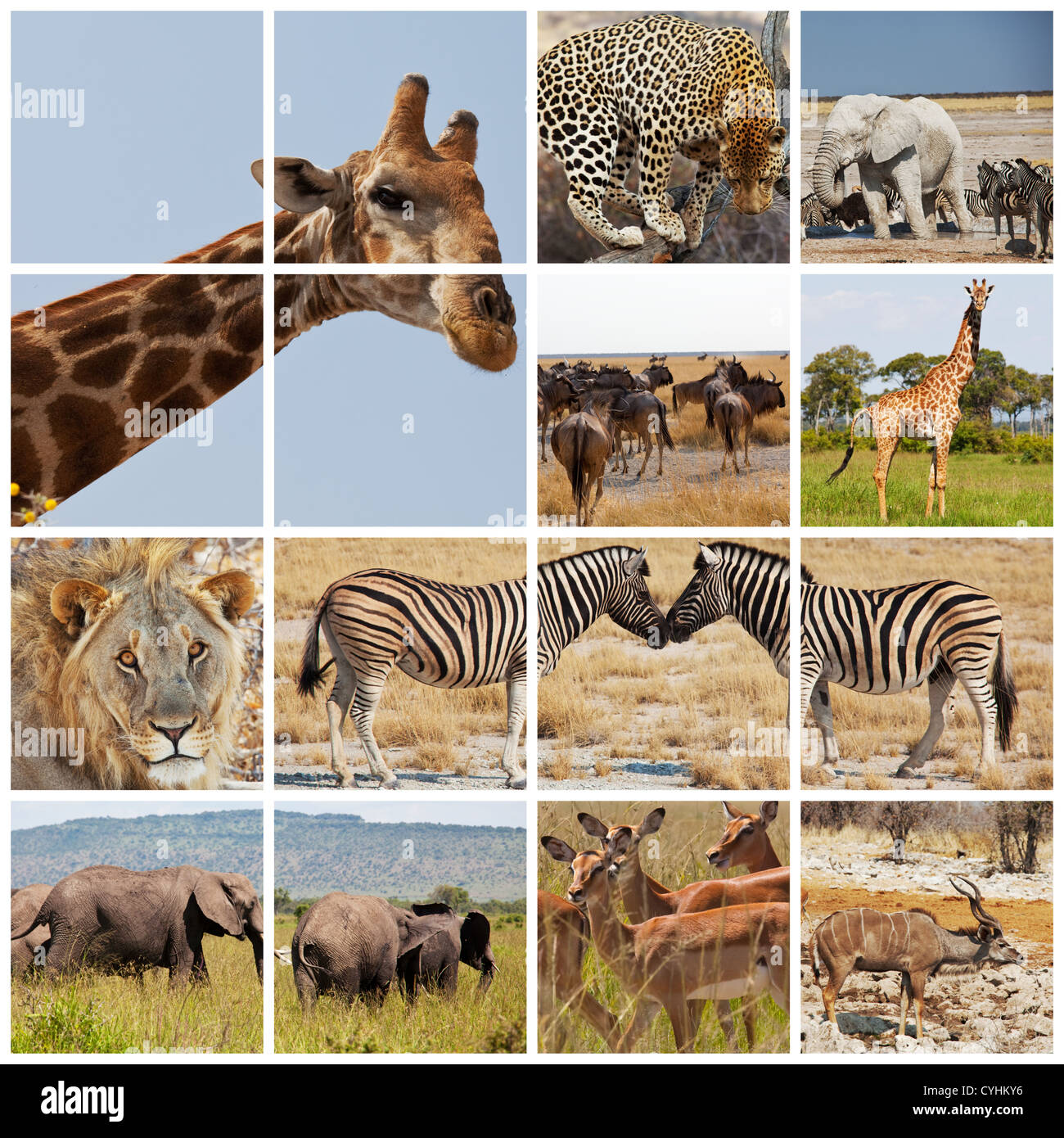 African desert collage hi-res stock photography and images - Alamy
