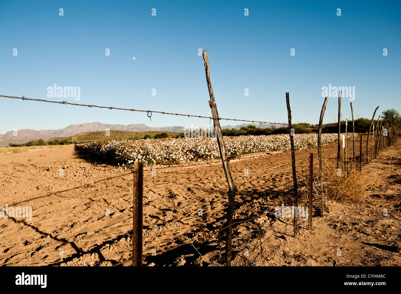 Cotton field in tucson hi-res stock photography and images - Alamy