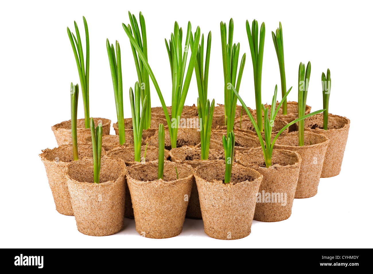 spring seedlings in planting pots Stock Photo - Alamy
