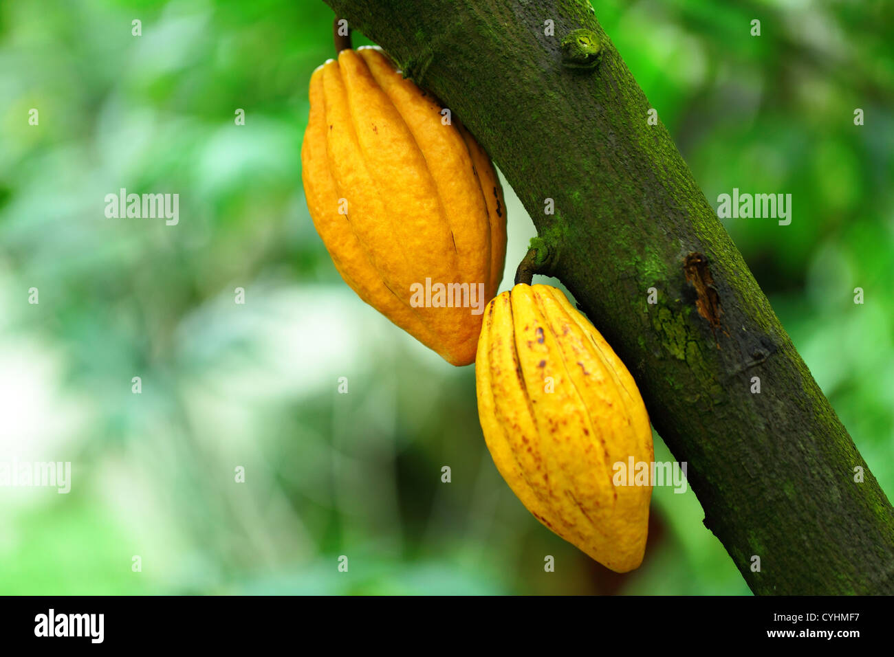 Fat seed pods hi-res stock photography and images - Alamy