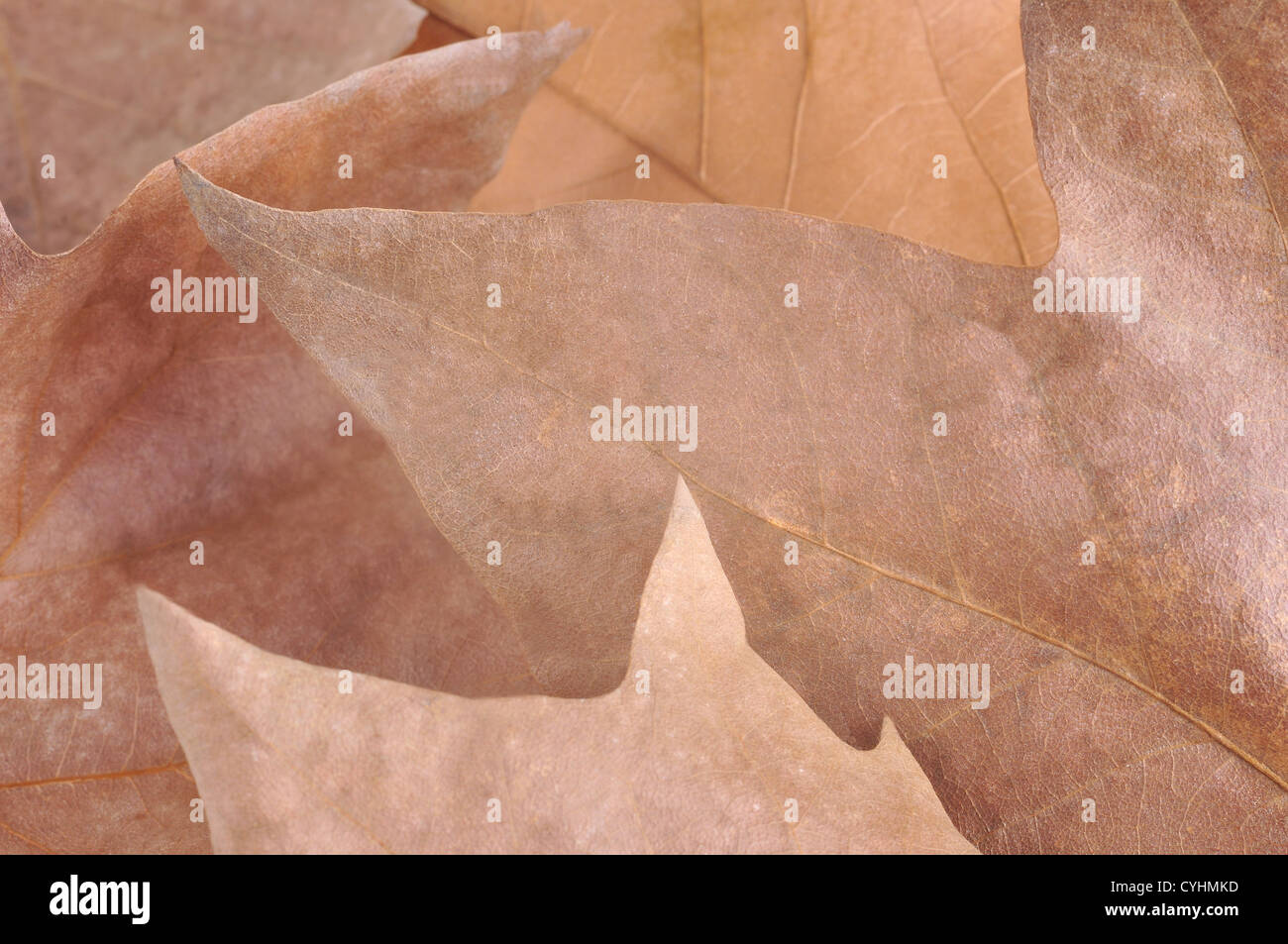 Stacked leaves to illustrate Autumn Stock Photo - Alamy