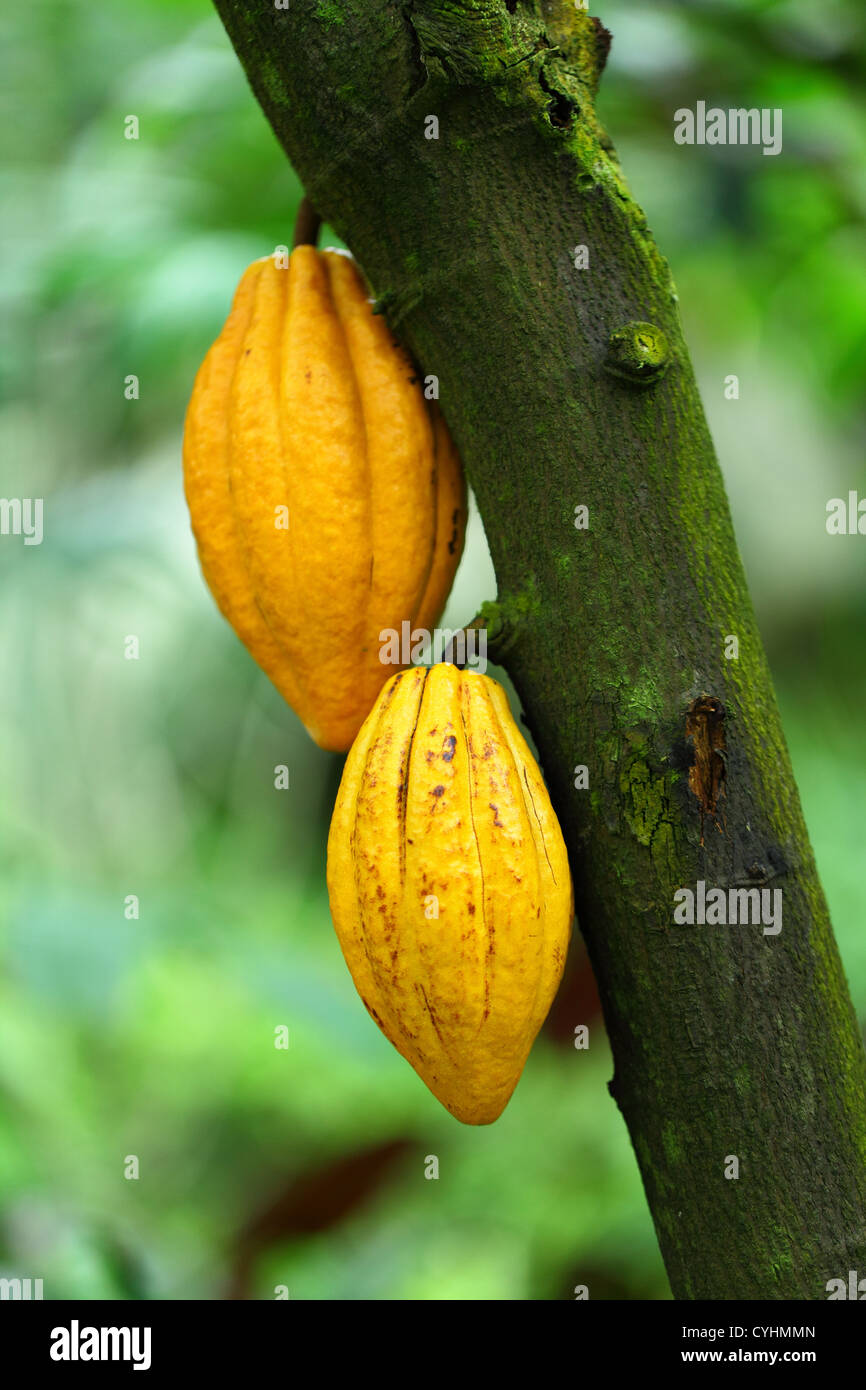 Fat seed pods hi-res stock photography and images - Alamy