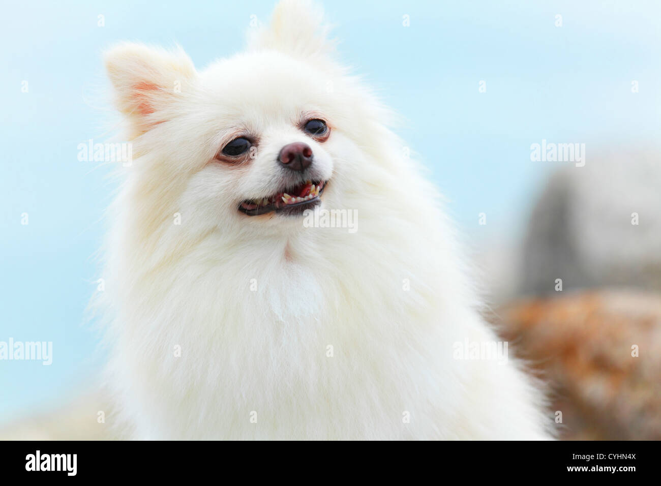white pomeranian dog Stock Photo - Alamy