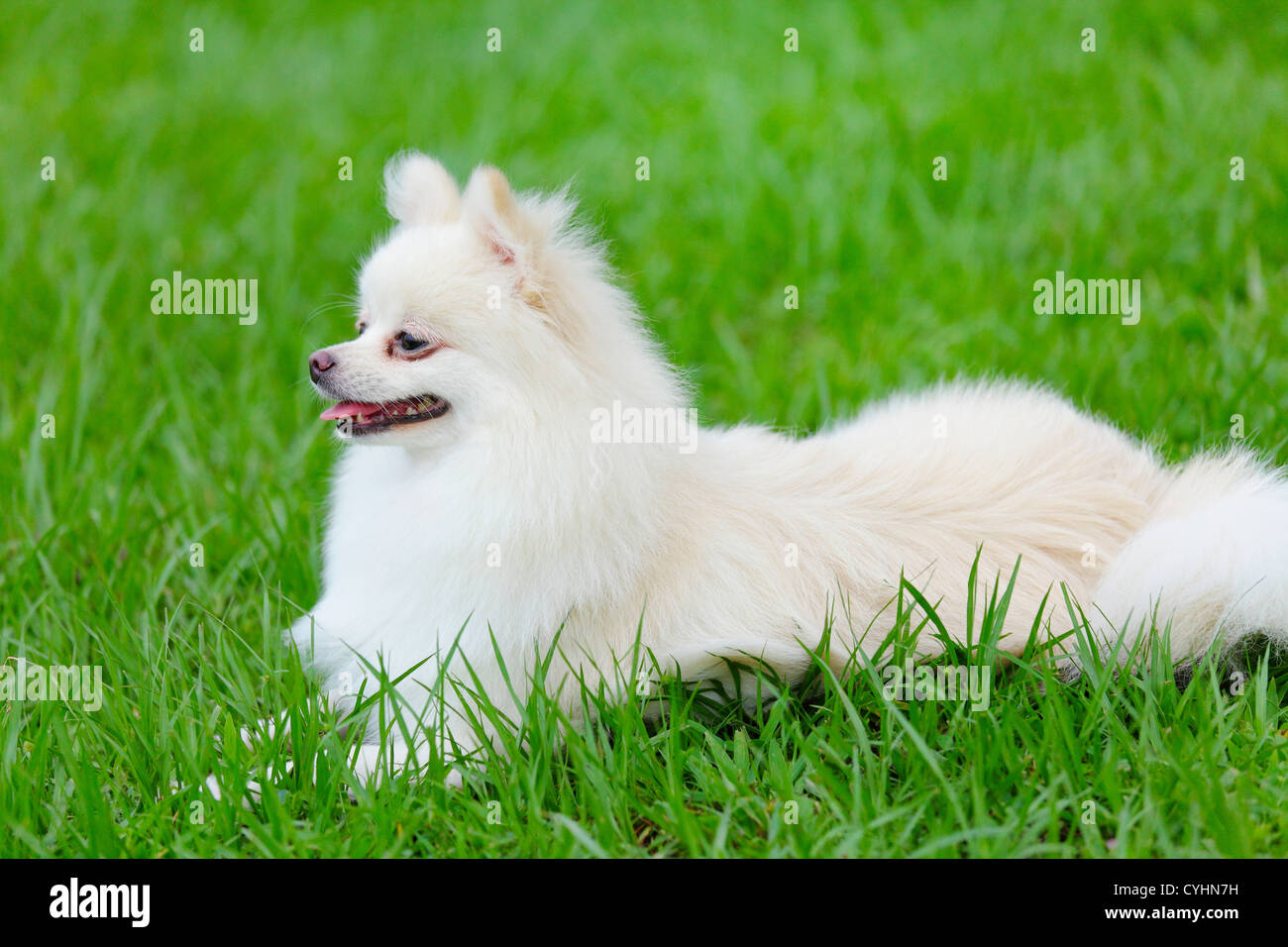 white pomeranian dog Stock Photo - Alamy
