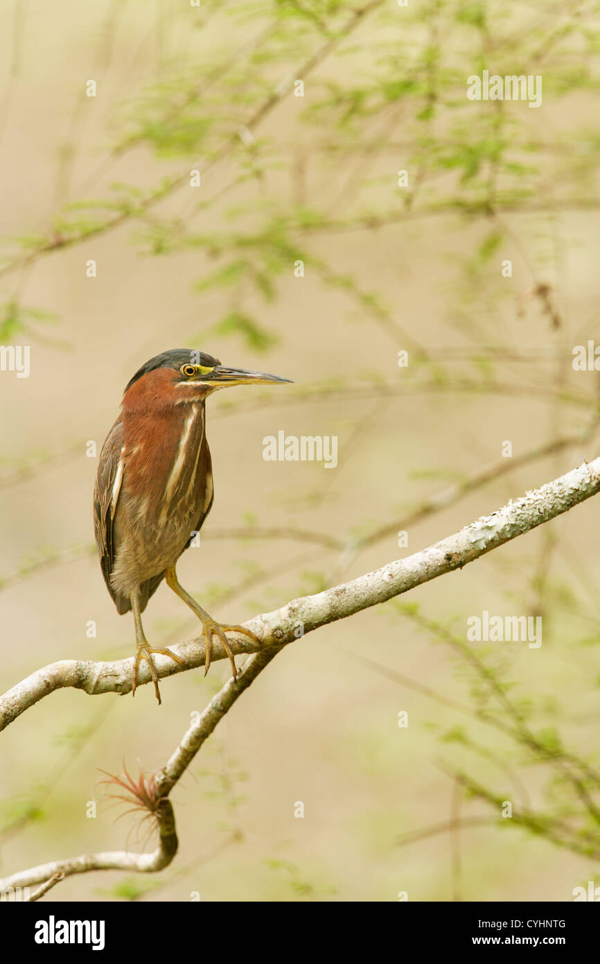Green Heron (Butorides virescens virescens) perching at Audubon ...