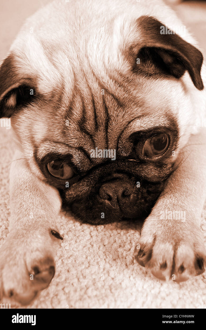Portrait of a Pug Puppy in Sepia Stock Photo - Alamy