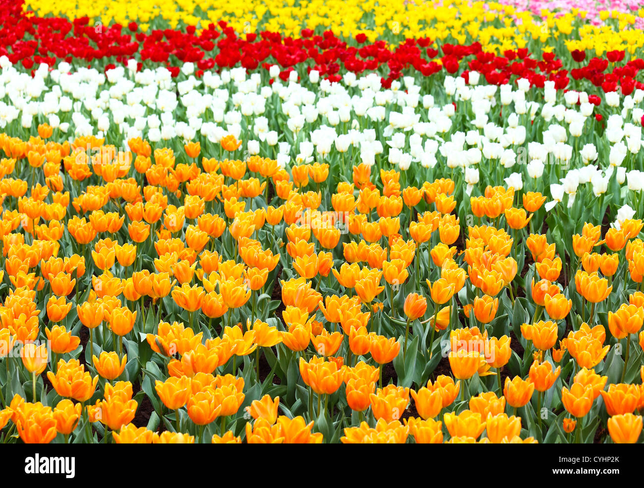 colorful flower field of tulip Stock Photo - Alamy