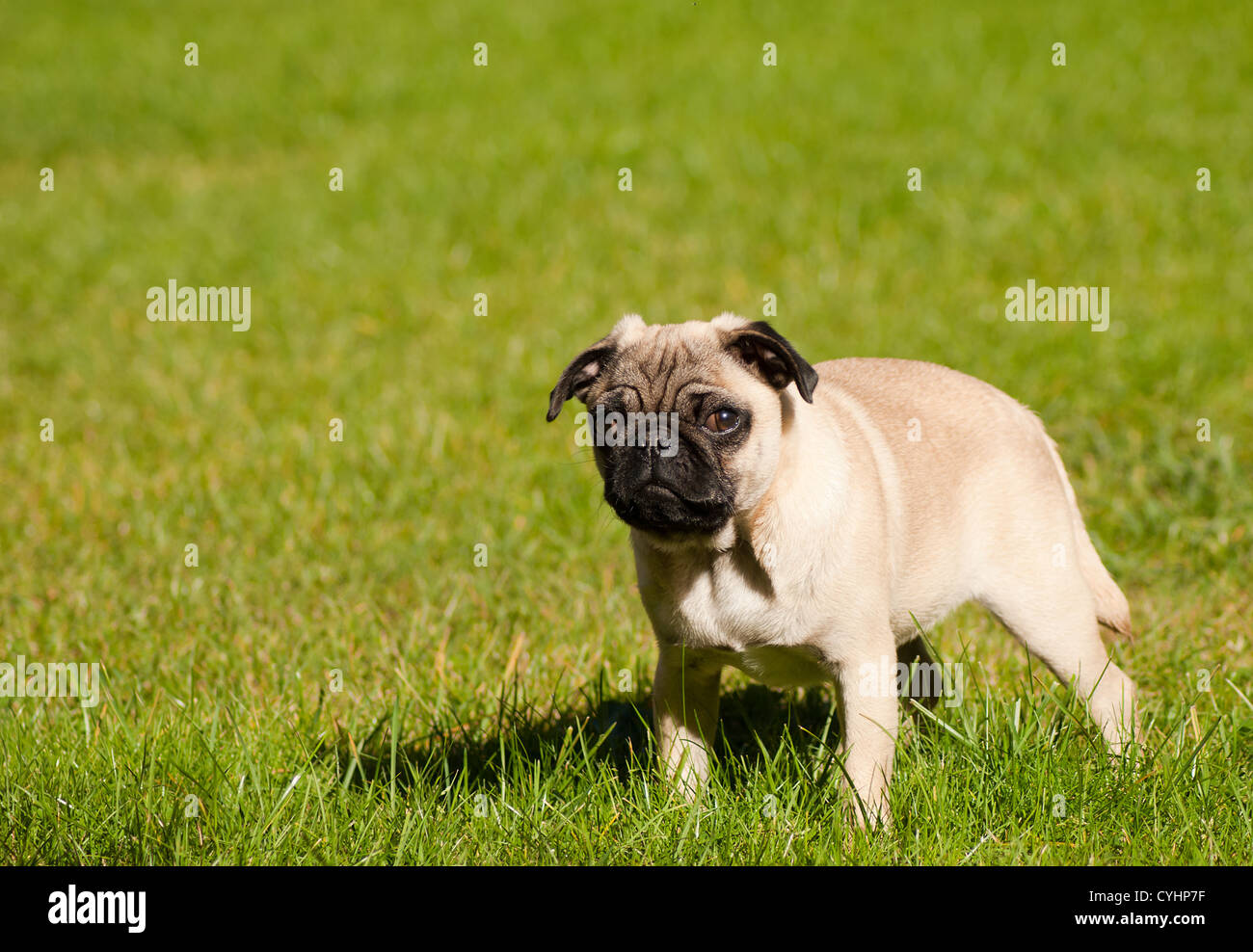 Pug Puppy standing in a garden Stock Photo - Alamy