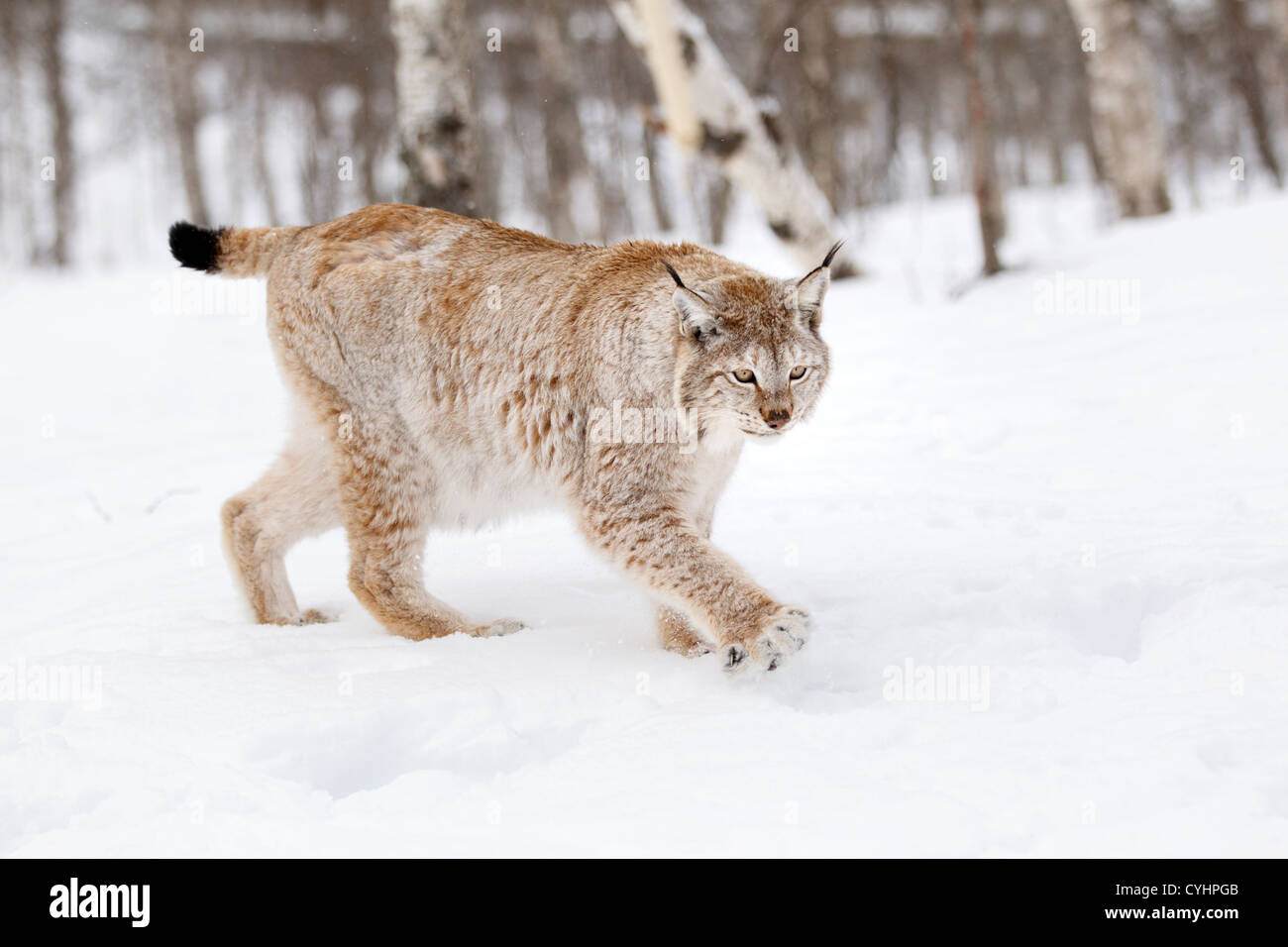 Captive Eurasian lynx (Lynx lynx), in Polar Zoo, Bardu, Norway, Europe ...