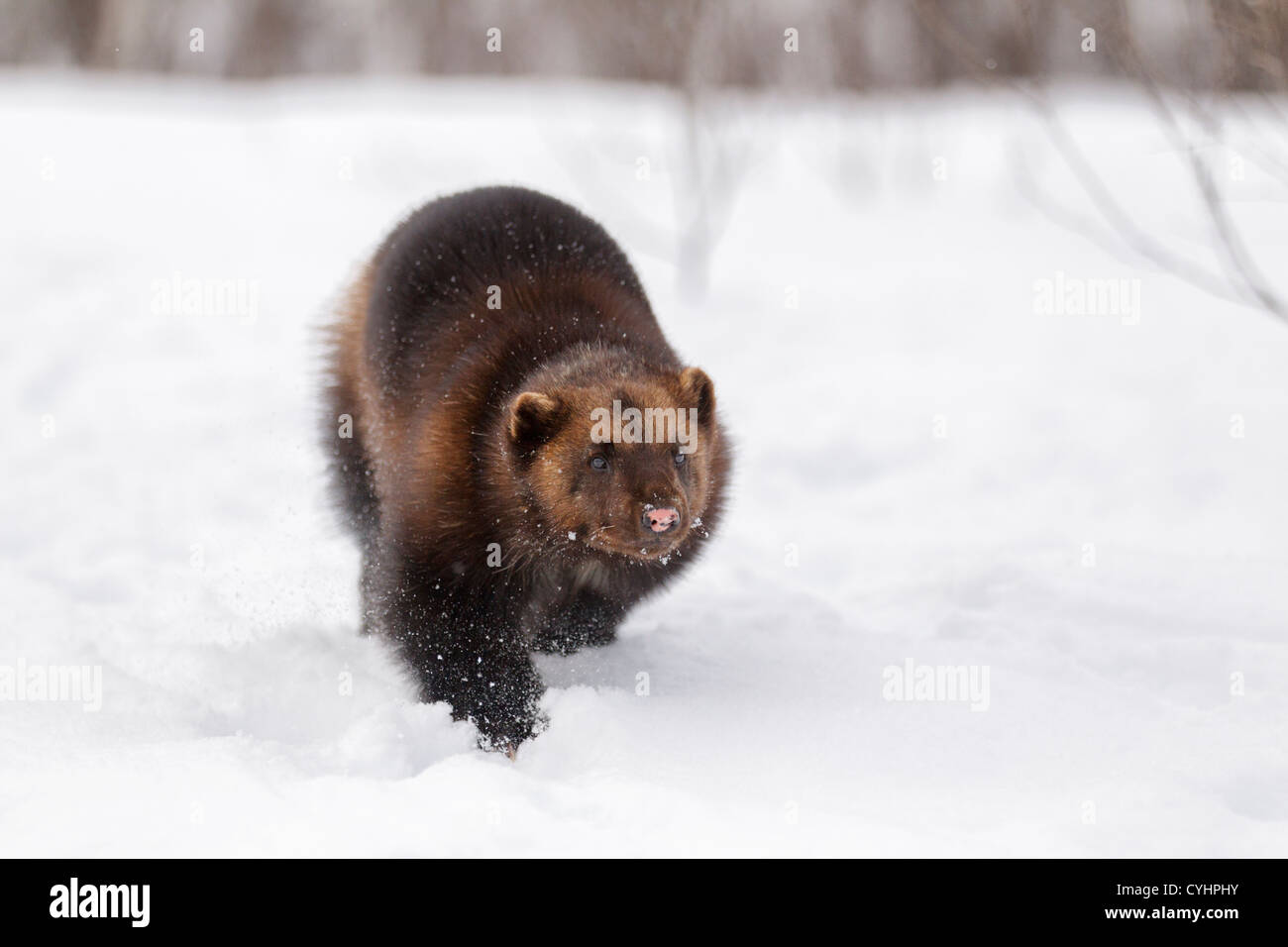 Captive Wolverine, Glutton (Gulo gulo) in snow, in Polar Zoo, Bardu ...