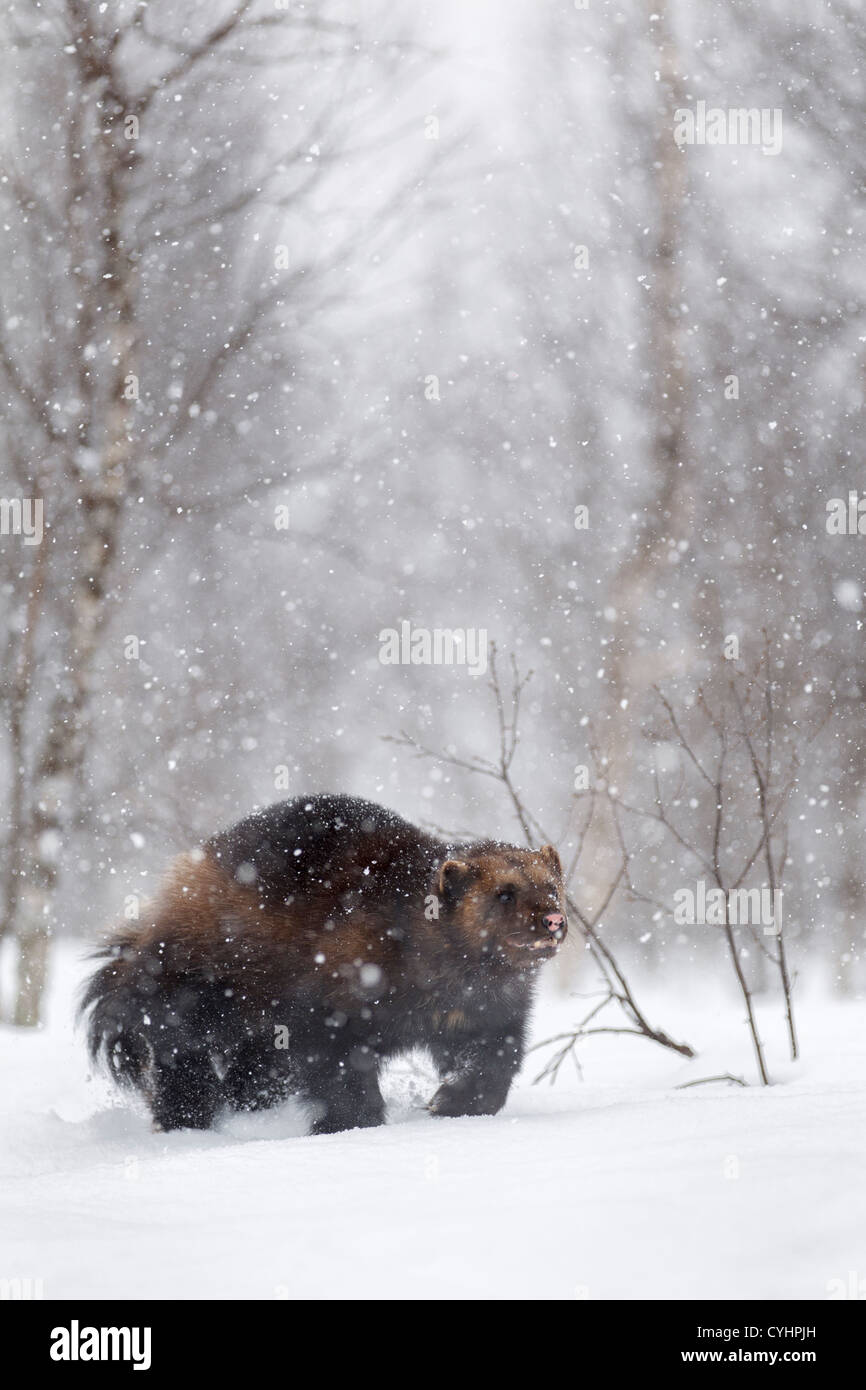 Wolverine snow hi-res stock photography and images - Alamy
