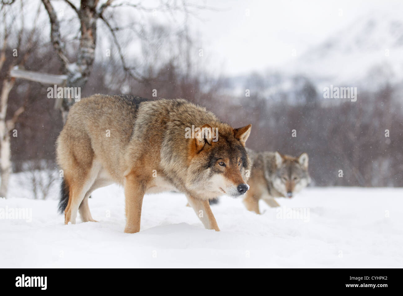 Captive European Gray Wolf (Canis lupus lupus), in Polar Zoo, Bardu ...