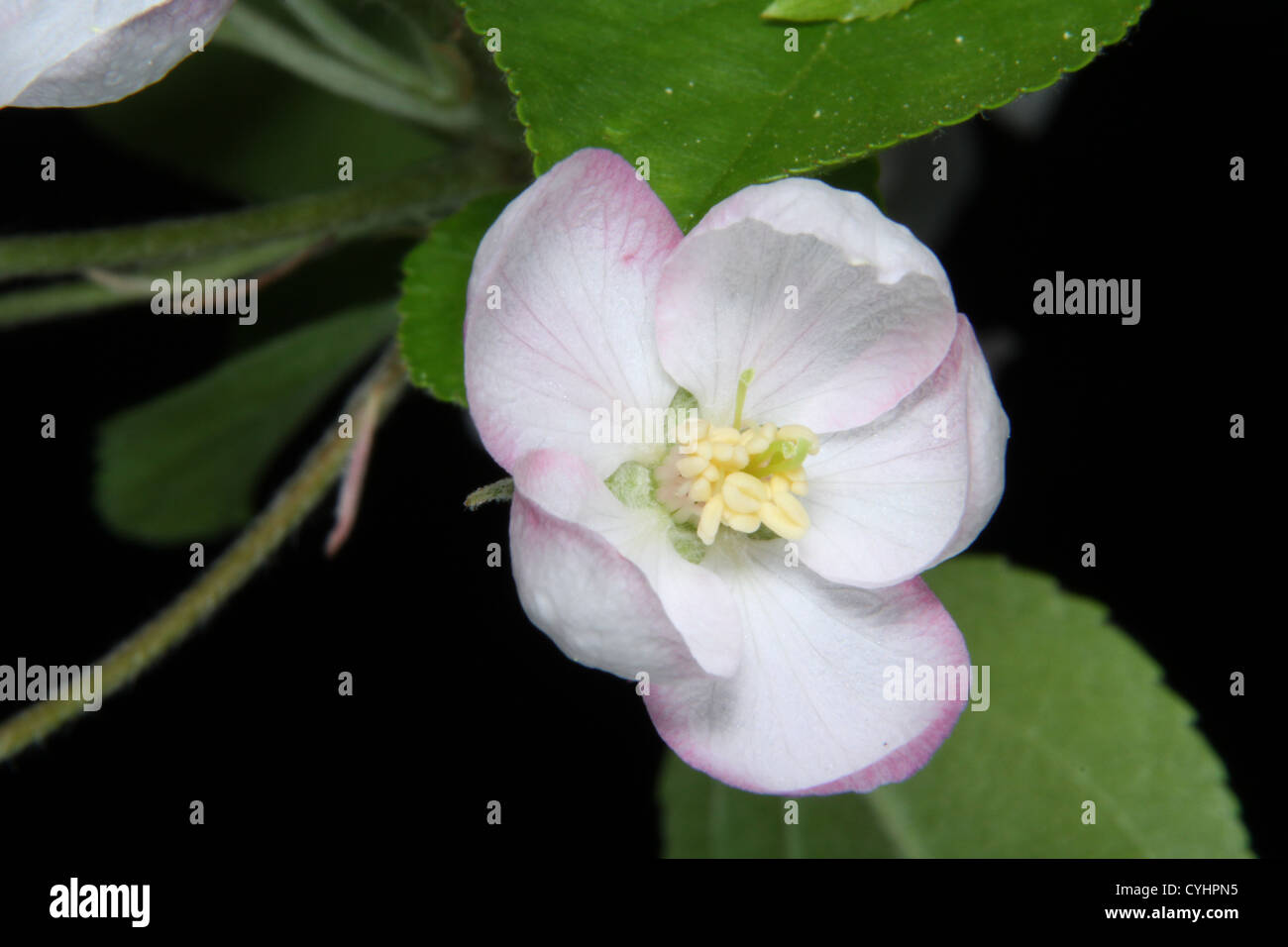Golden delicious apple tree hi-res stock photography and images - Alamy