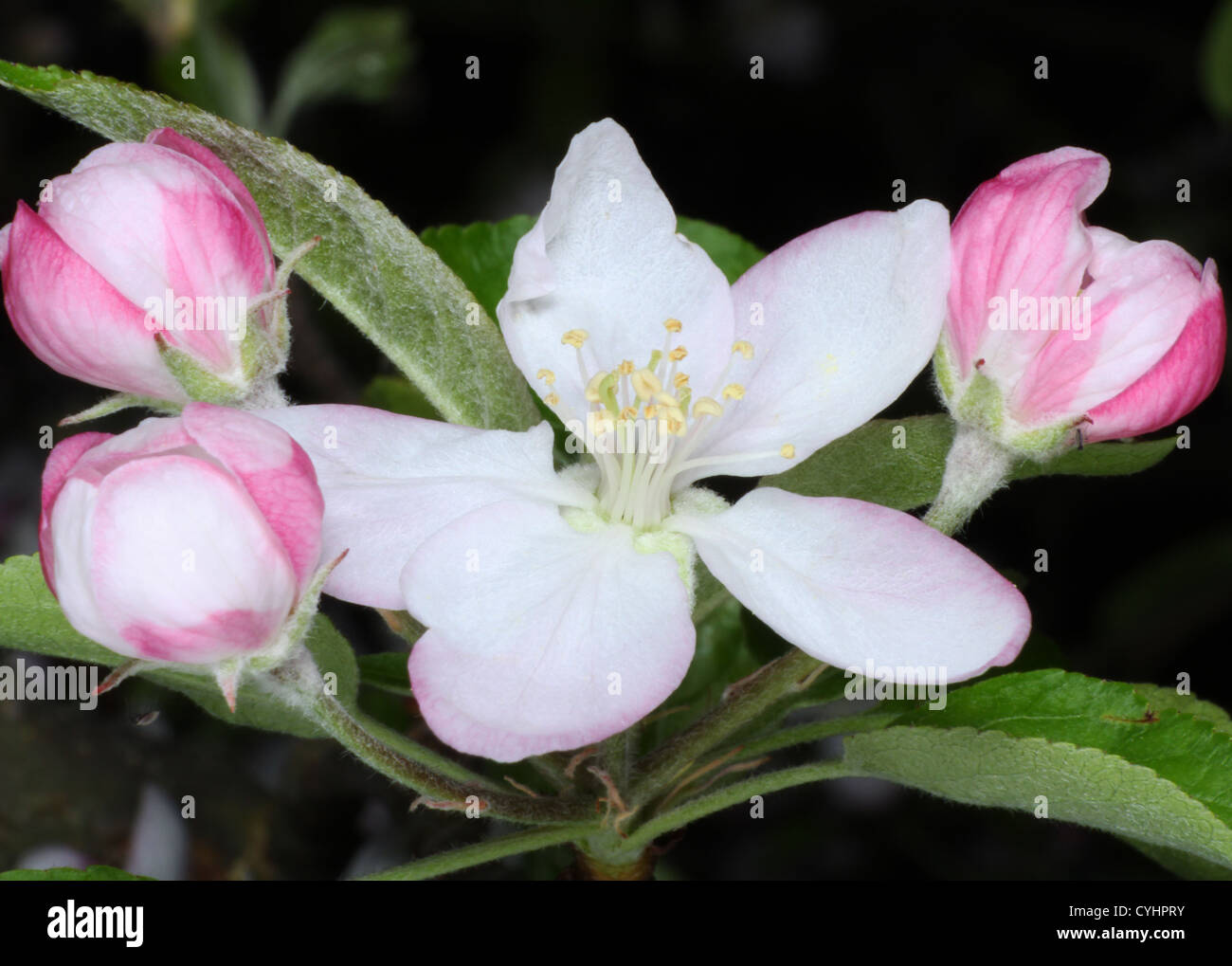Apple Tree Blossom. From Golden Delicious apple tree Stock Photo - Alamy