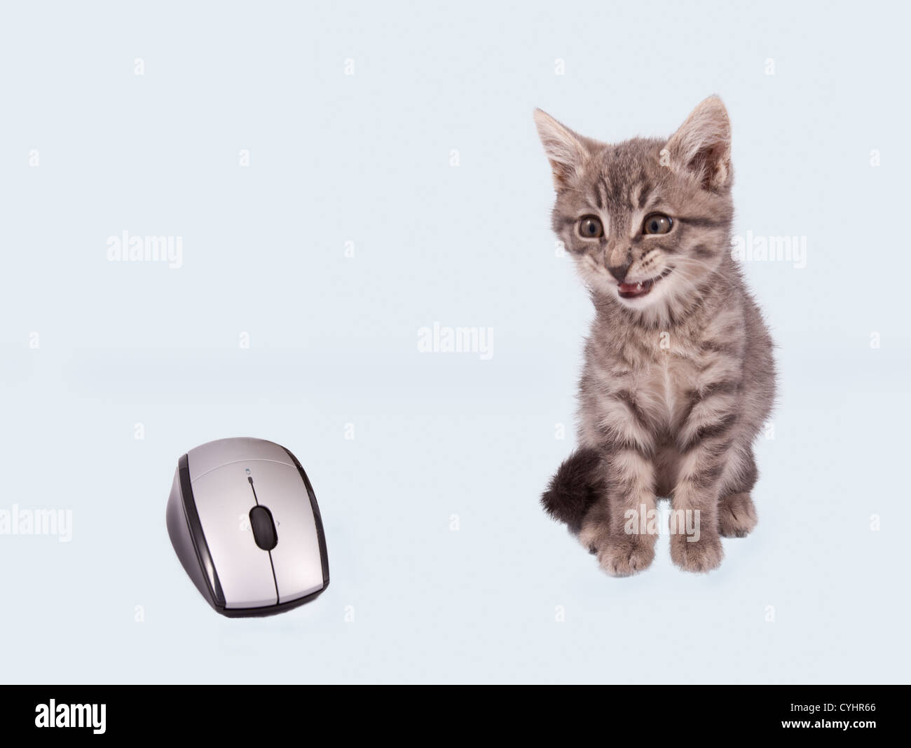 A conceptual image of a kitten and a computer mouse Stock Photo - Alamy