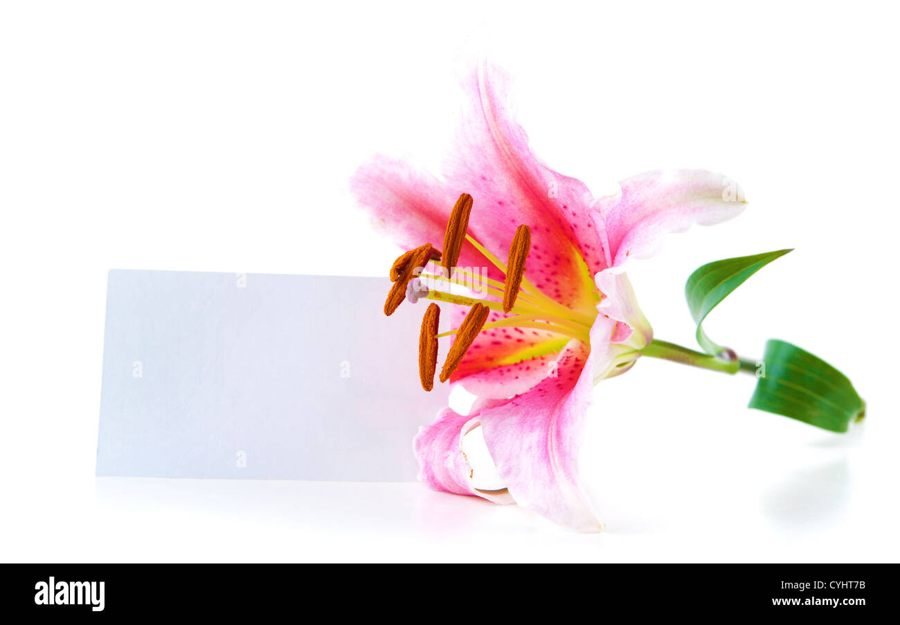 Greeting card white pink Cut Out Stock Images & Pictures - Alamy