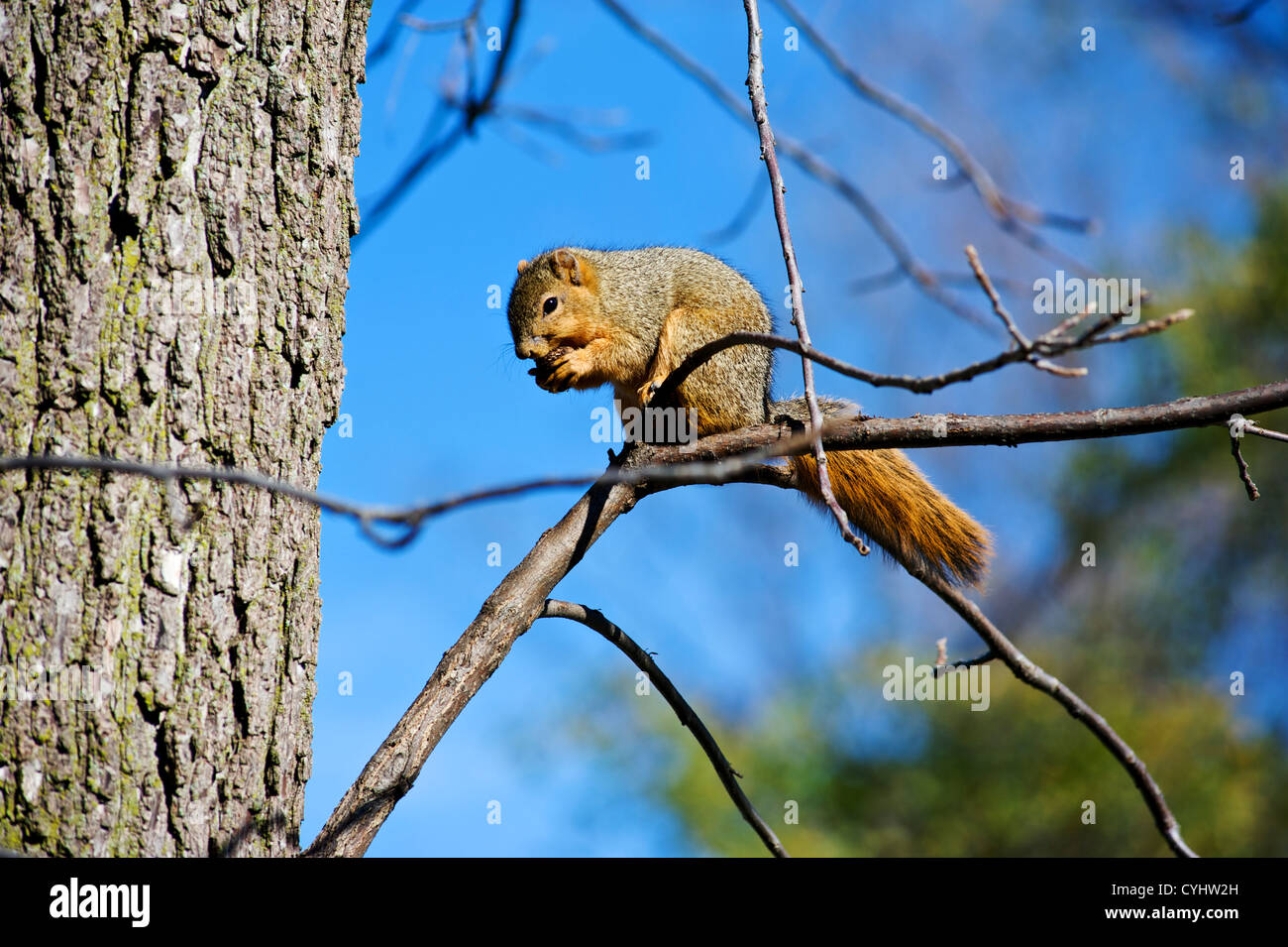 squirrel eating a nut in a tree Stock Photo - Alamy