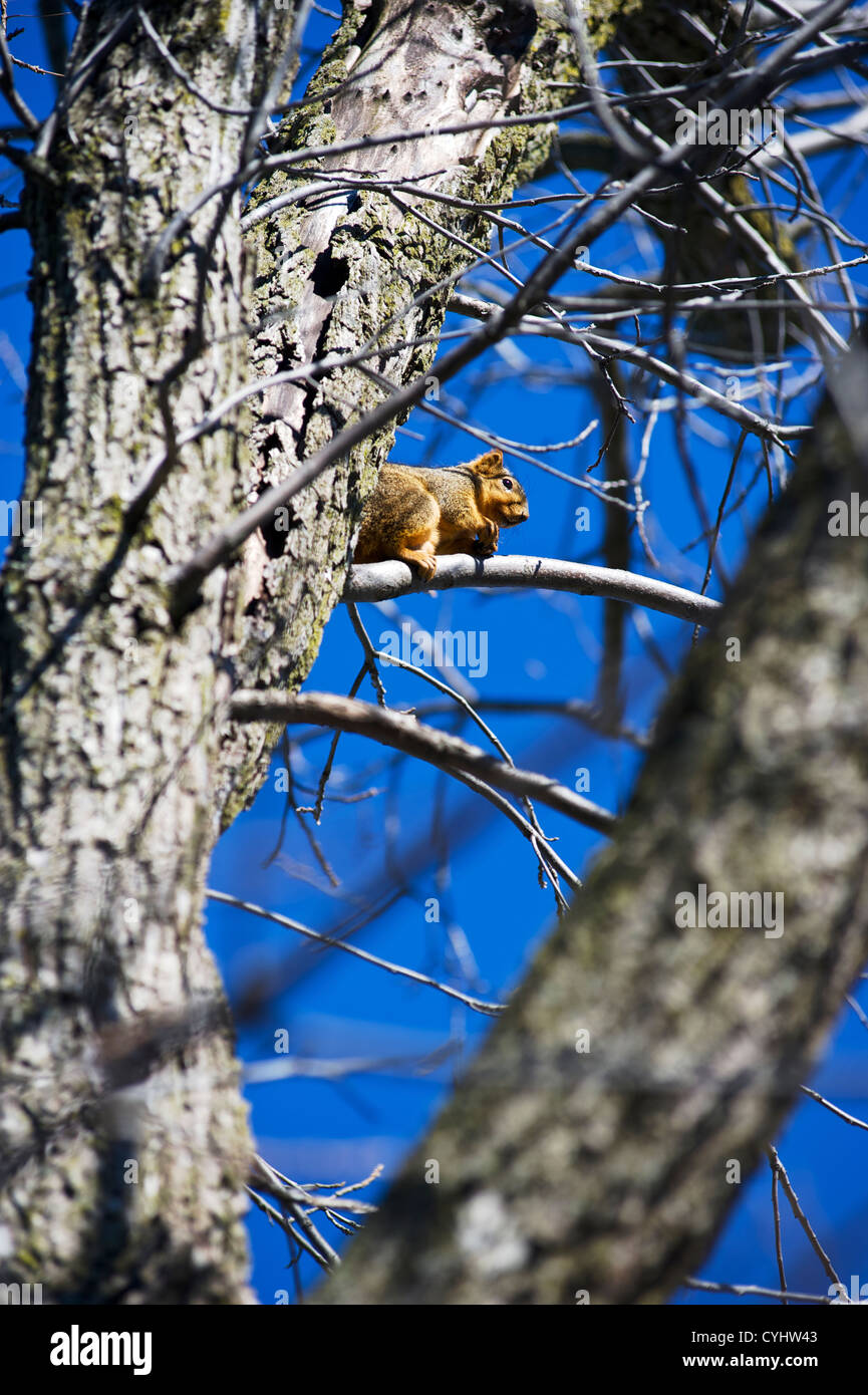 squirrel eating a nut in a tree Stock Photo - Alamy