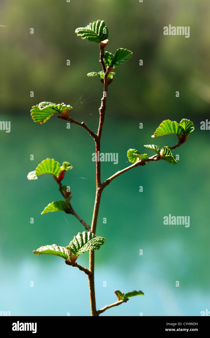 a sprout at spring time outside at a lake Stock Photo - Alamy