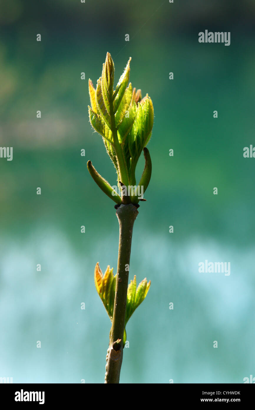 a sprout at spring time outside at a lake Stock Photo - Alamy