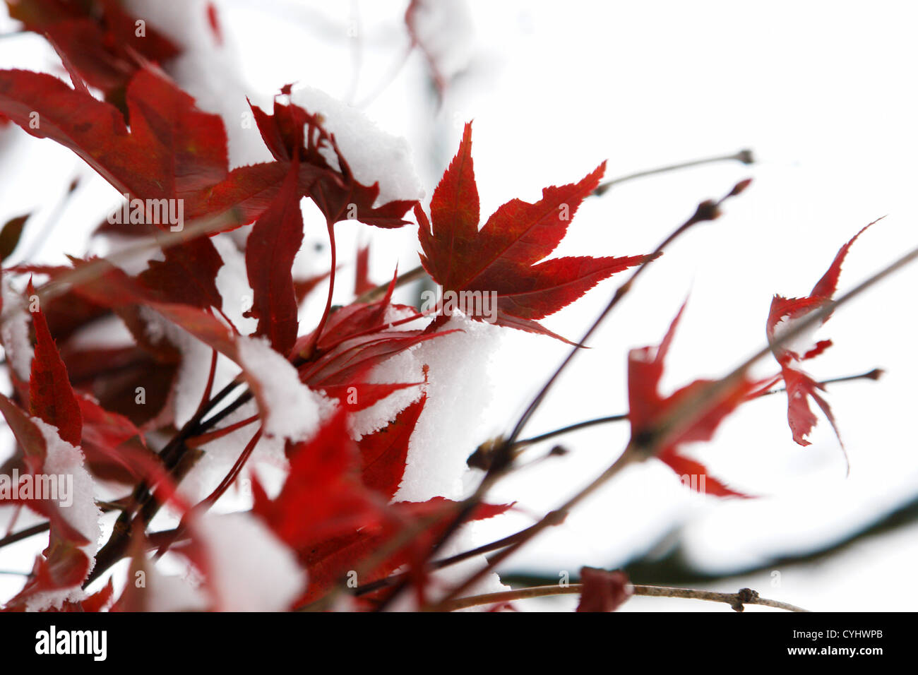 Close-up of a red tree with snow on it Stock Photo - Alamy