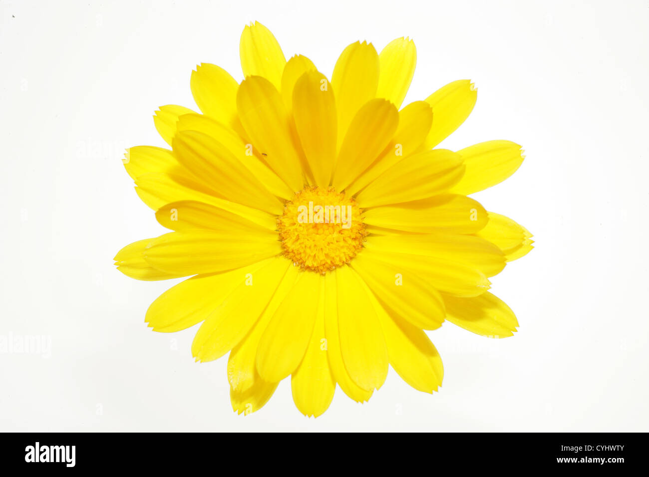 flower isolated on white Stock Photo - Alamy