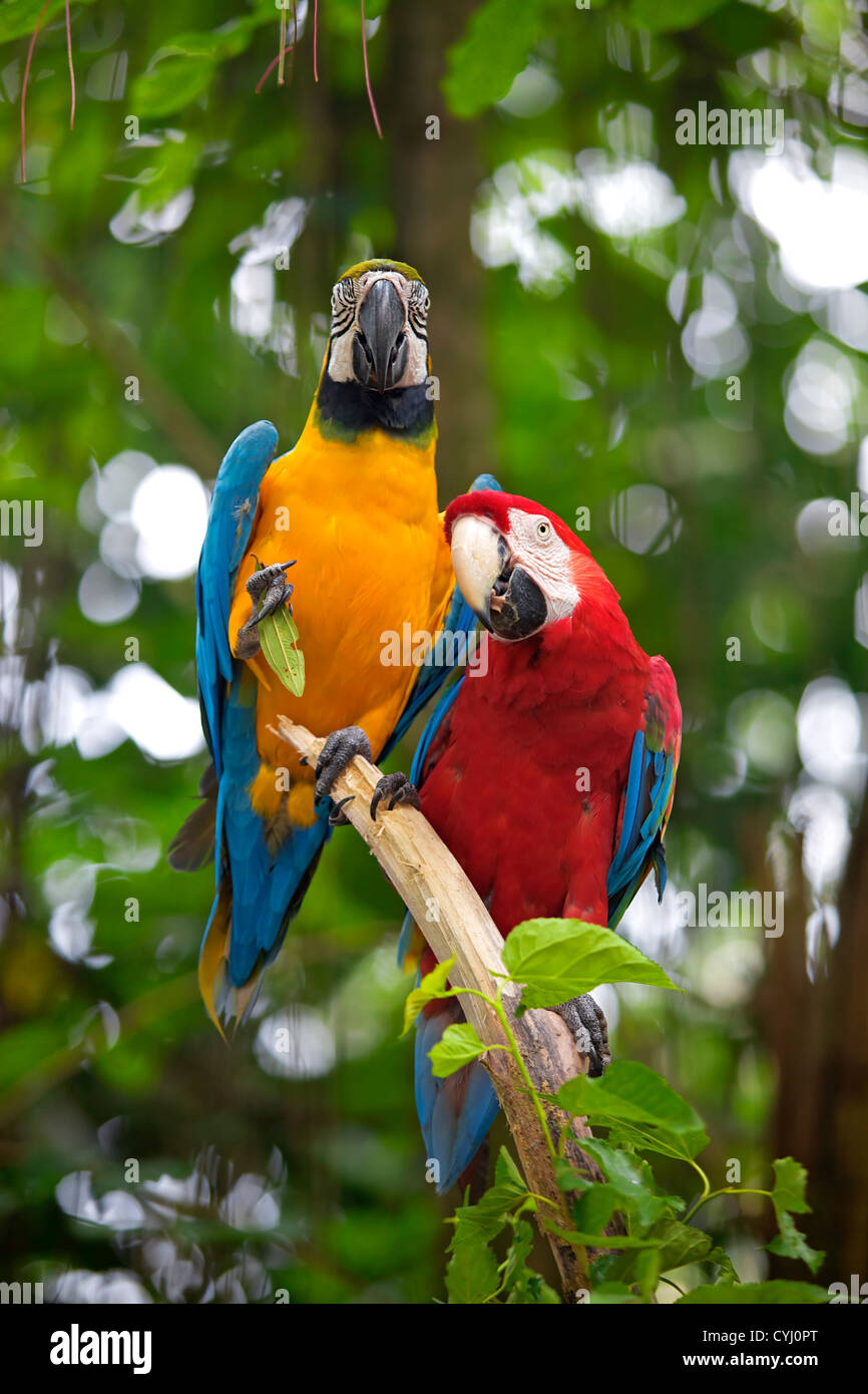 Two Macaws standing on a branch in the jungle Stock Photo - Alamy